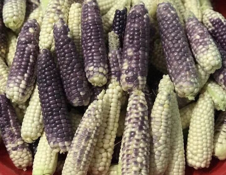 เมล็ดข้าวโพด ตักหงาย (อมก๋อย) ขนาด 30 กรัม ประมาณ 100 เมล็ด - มือเกษตร ...