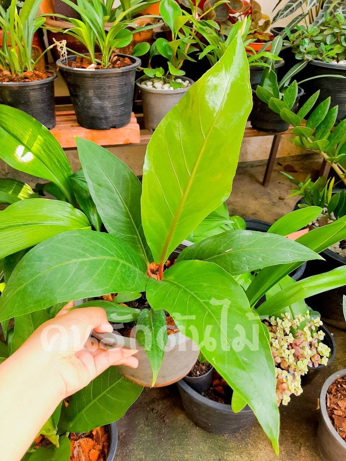 พร้อมส่ง...ทับทิมแคระ กระถาง 5 นิ้ว (ไม้มงคล) - Good All Plants - ThaiPick