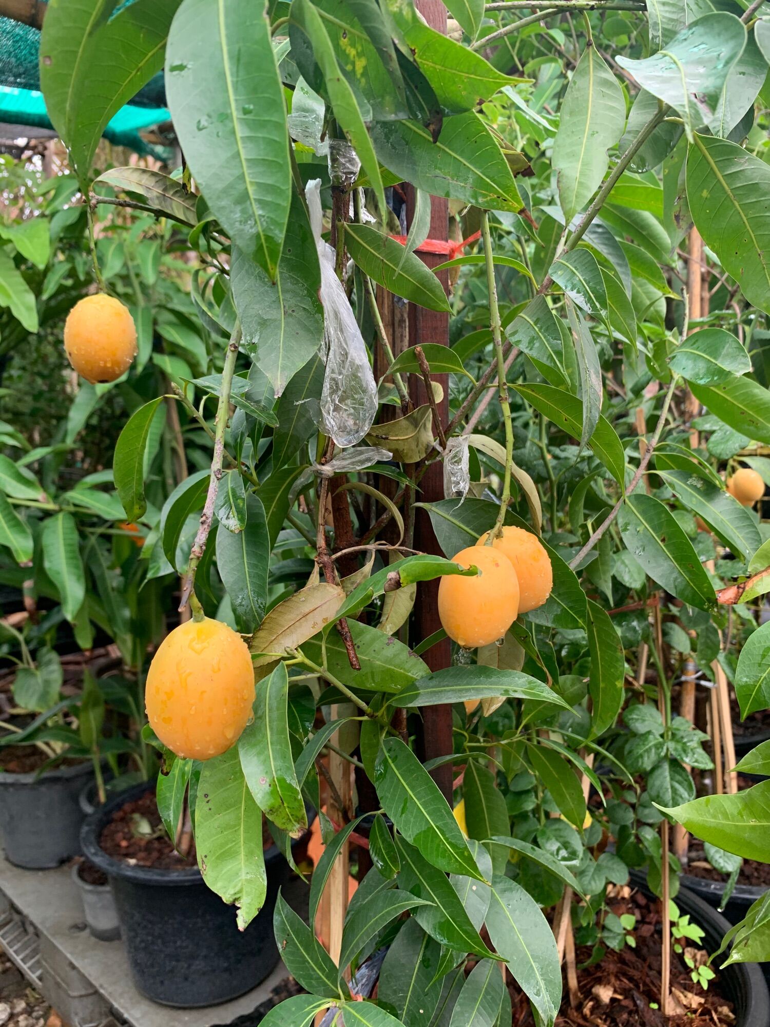 ต้นมะยงชิด ทูลเกล้า พันธุ์ของดี นคารนายก ทาบกิ่งต้นติดลูกตามฤดูกาล ...