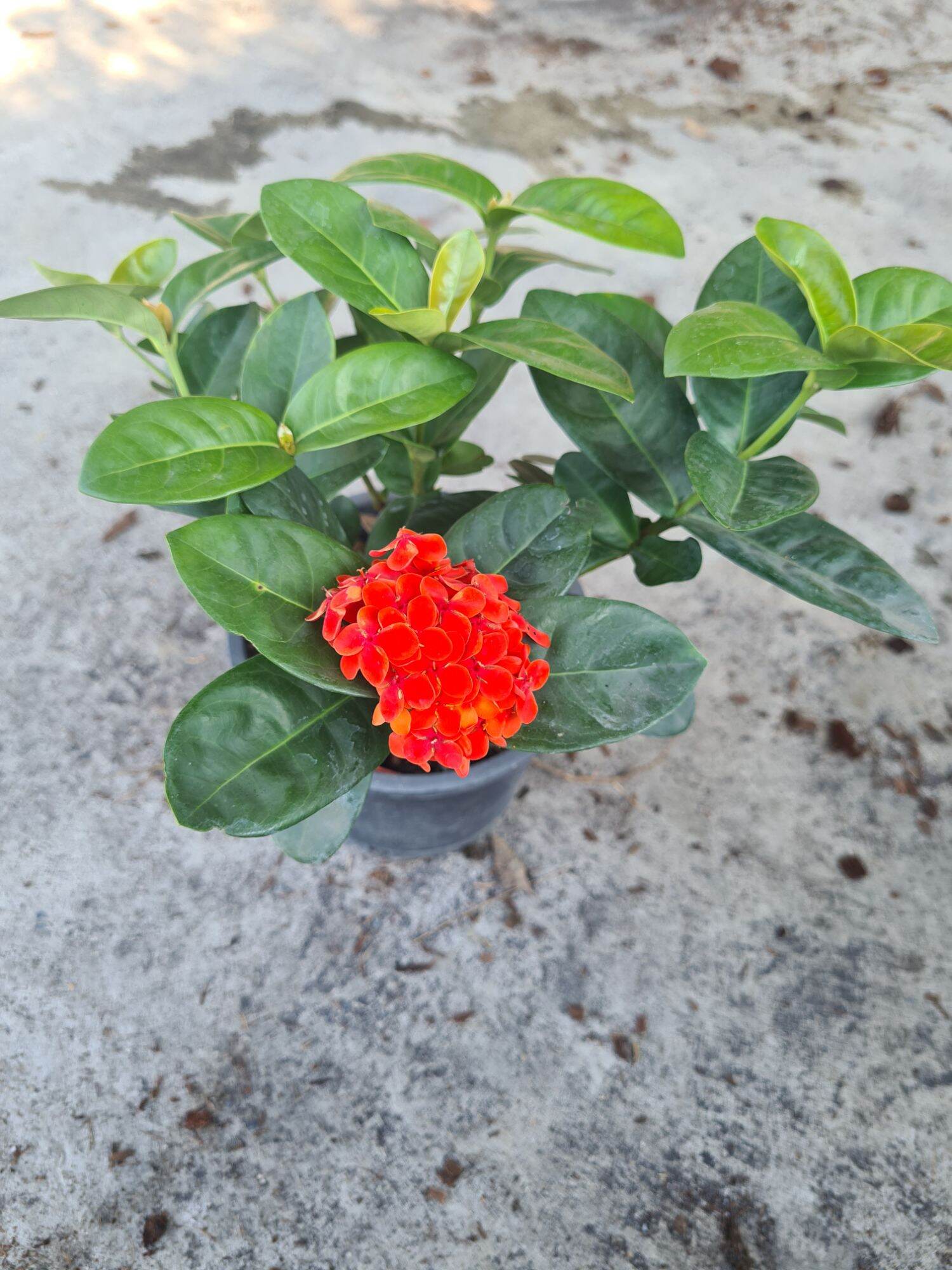 ต้น เข็มไต้หวัน สีแดง กระถาง 6 นิ้ว - noipunmai market tree - ThaiPick