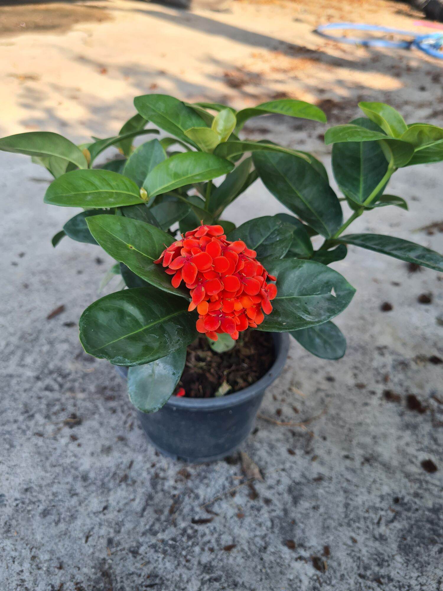 ต้น เข็มไต้หวัน สีแดง กระถาง 6 นิ้ว - noipunmai market tree - ThaiPick