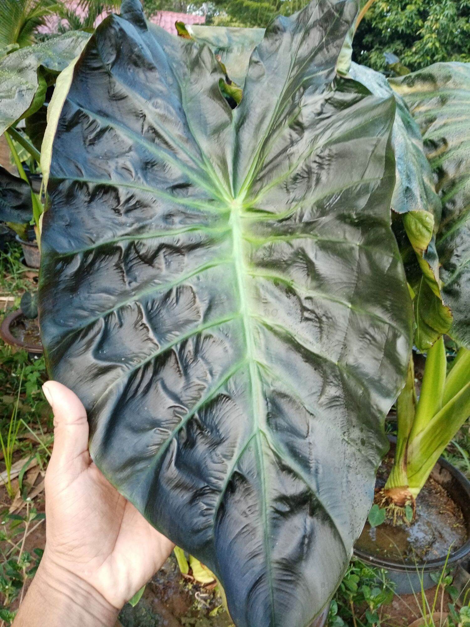บอนดำนอกนำเข้า colocasia aloha | Lazada.co.th