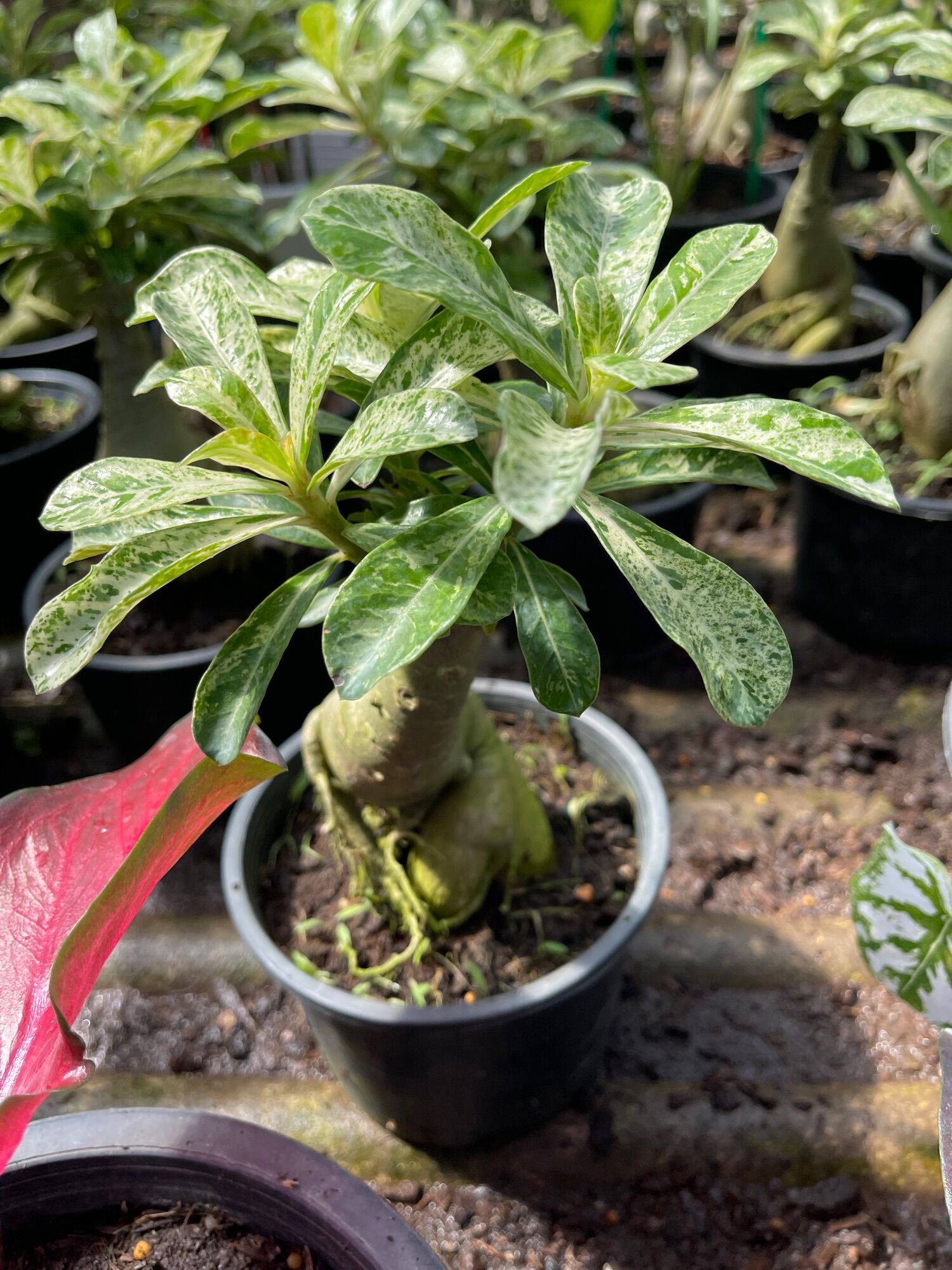 ชวนชมด่าง Adenium obesum (Fosk.) ไม้มงคล พร้อมส่งกระถาง 5-6 นิ้ว ...