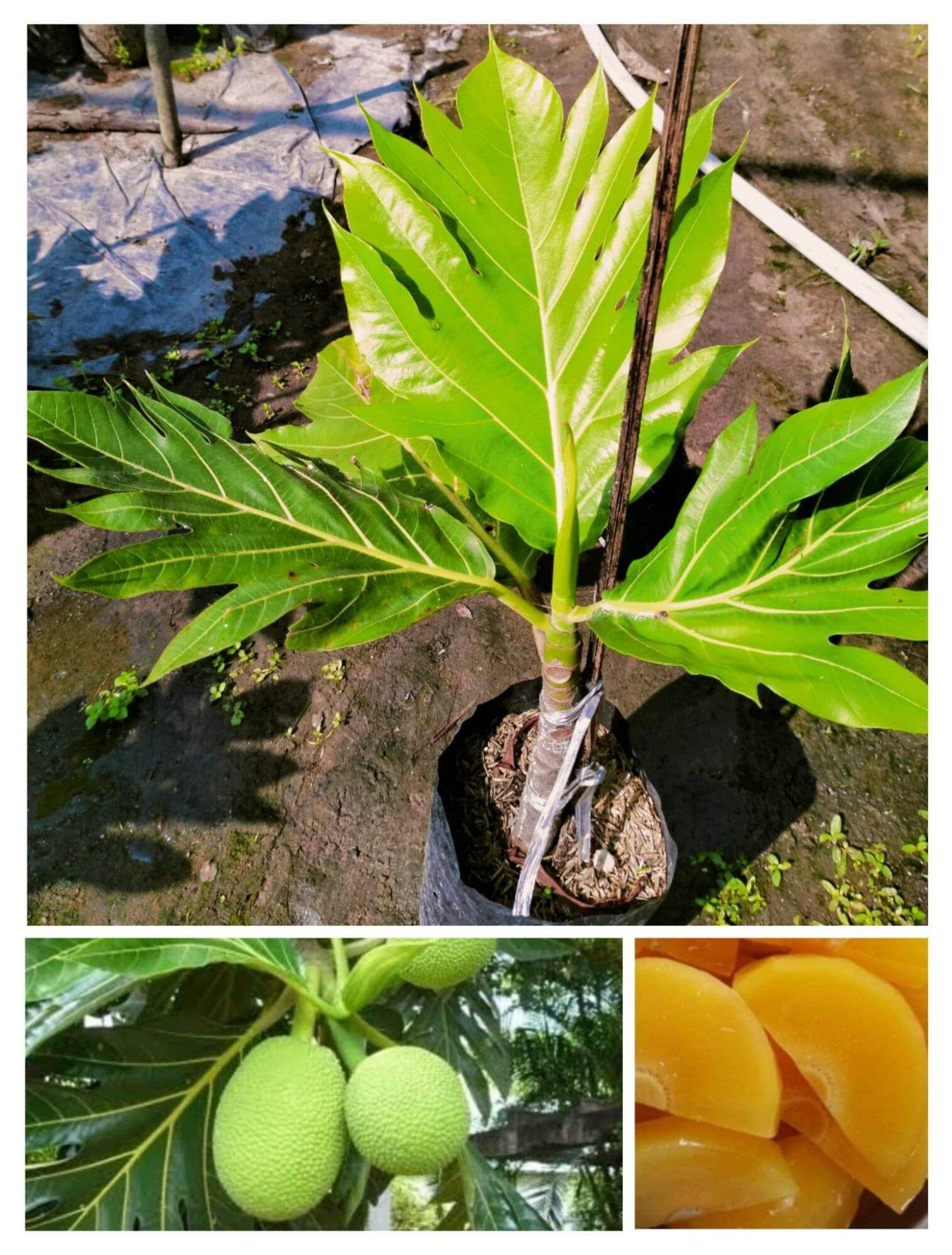 ต้นสาเกข้าวเหนียว เนื้อเหนียวนุ่ม ต้นพร้อมปลูก สูง60-80ซ.ม แบบกิ่งตอน | Lazada.co.th