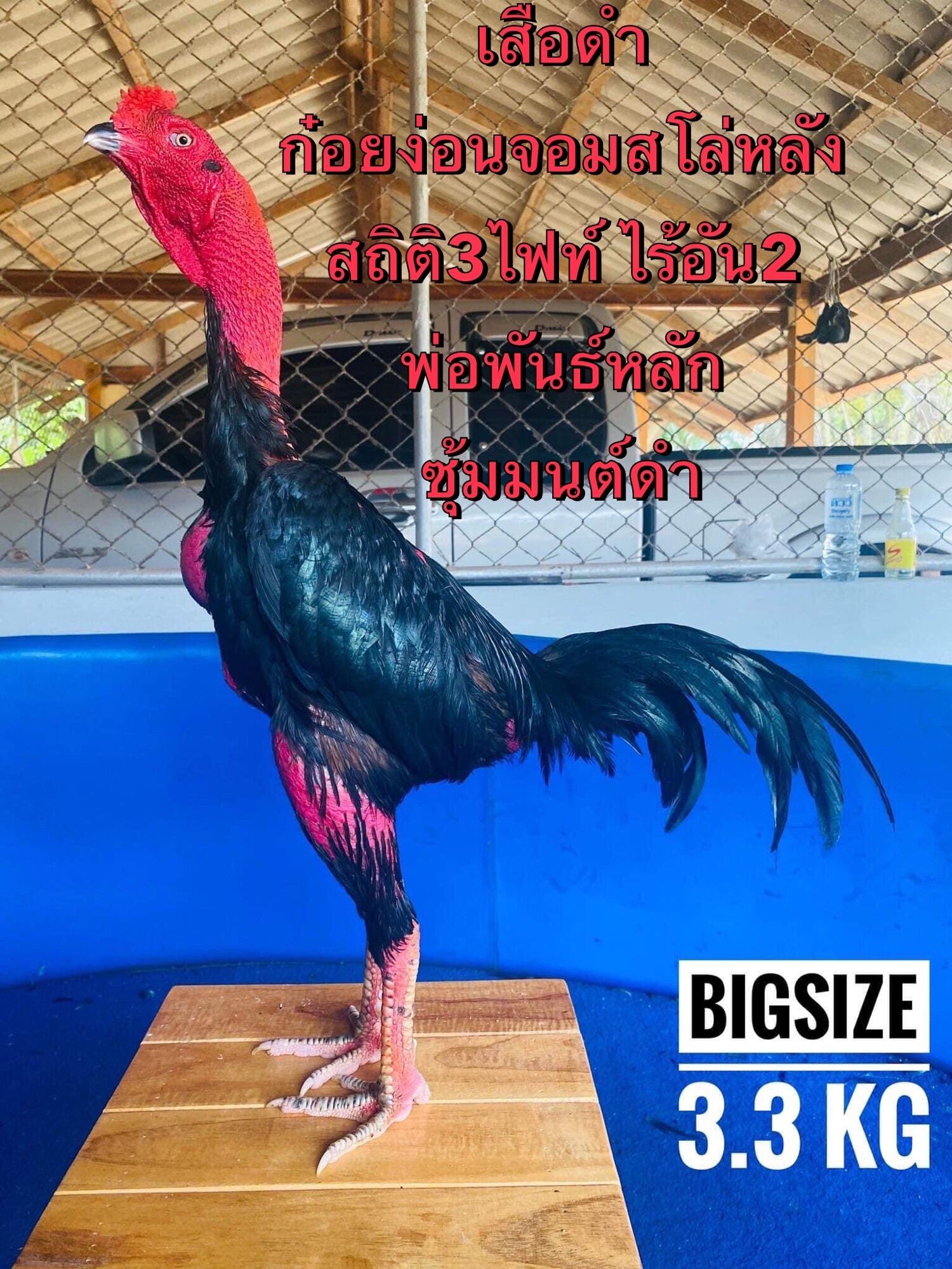 ไข่ไก่ชนก๋อยกัดทุบ (กดดูคลิปพ่อพันธุ์) สายเลือดดี ลูกดำเจาะเกราะ100 ไข่เชื้อไก่ชน ไก่ก๋อย100 ไก่ ...