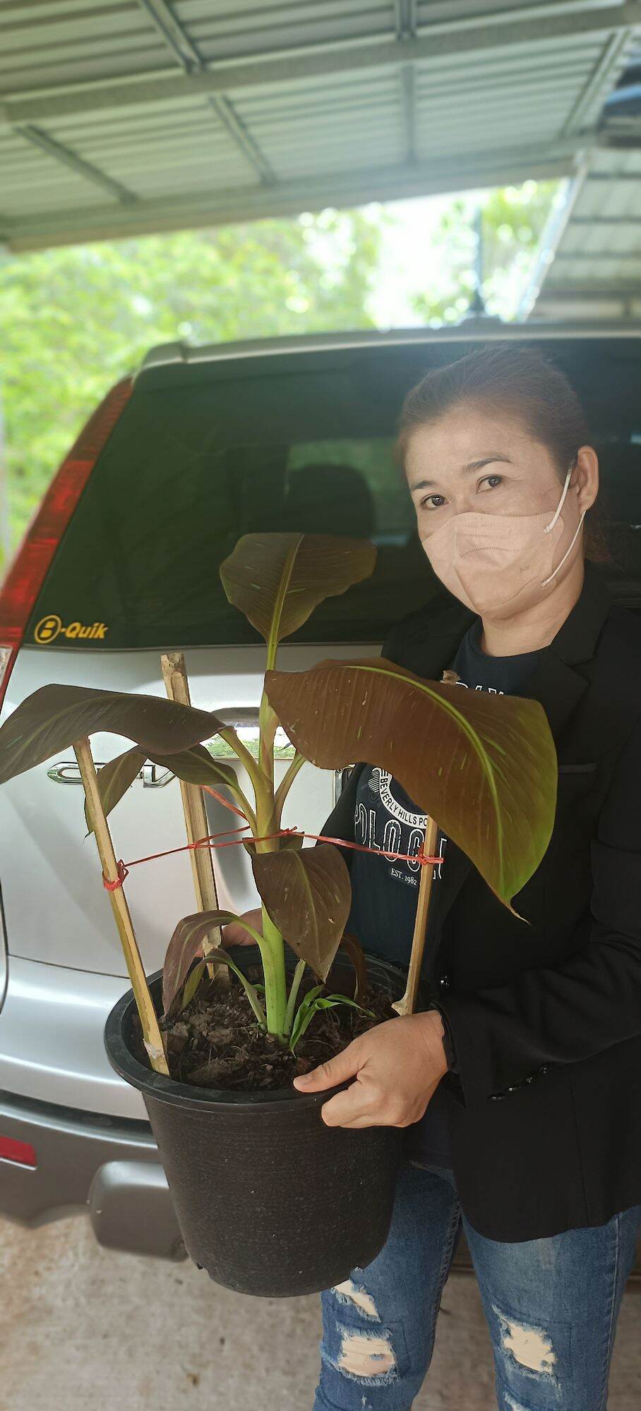 ต้นกล้วยด่างแดงอินโด ลายเม็ดฝน/ Siam Ruby Red Banana Plant | Lazada.co.th
