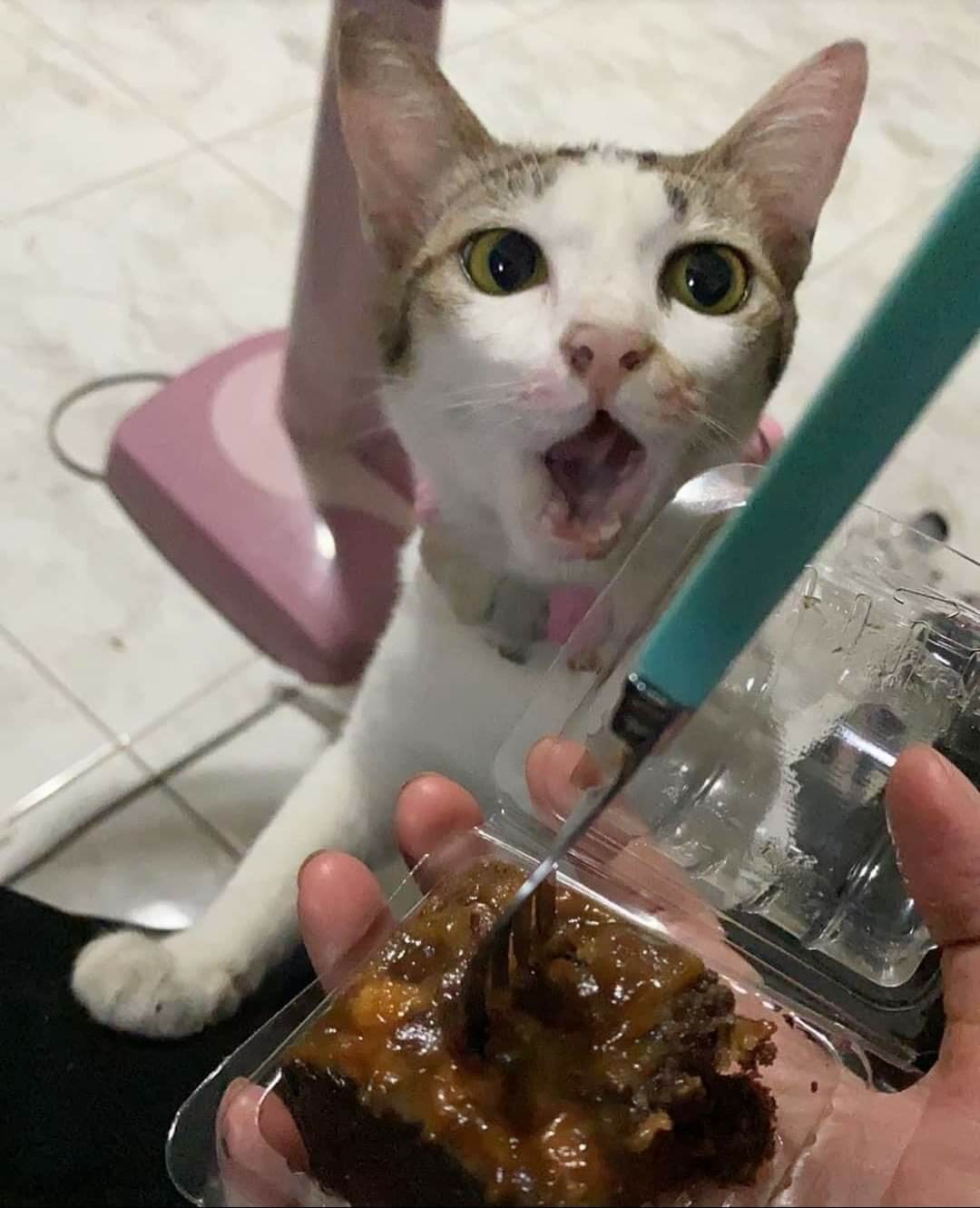 Rabitz ประเทศไทย ร้านค้าออนไลน์อย่างเป็นทางการ | ช้อปเลยบน Lazada