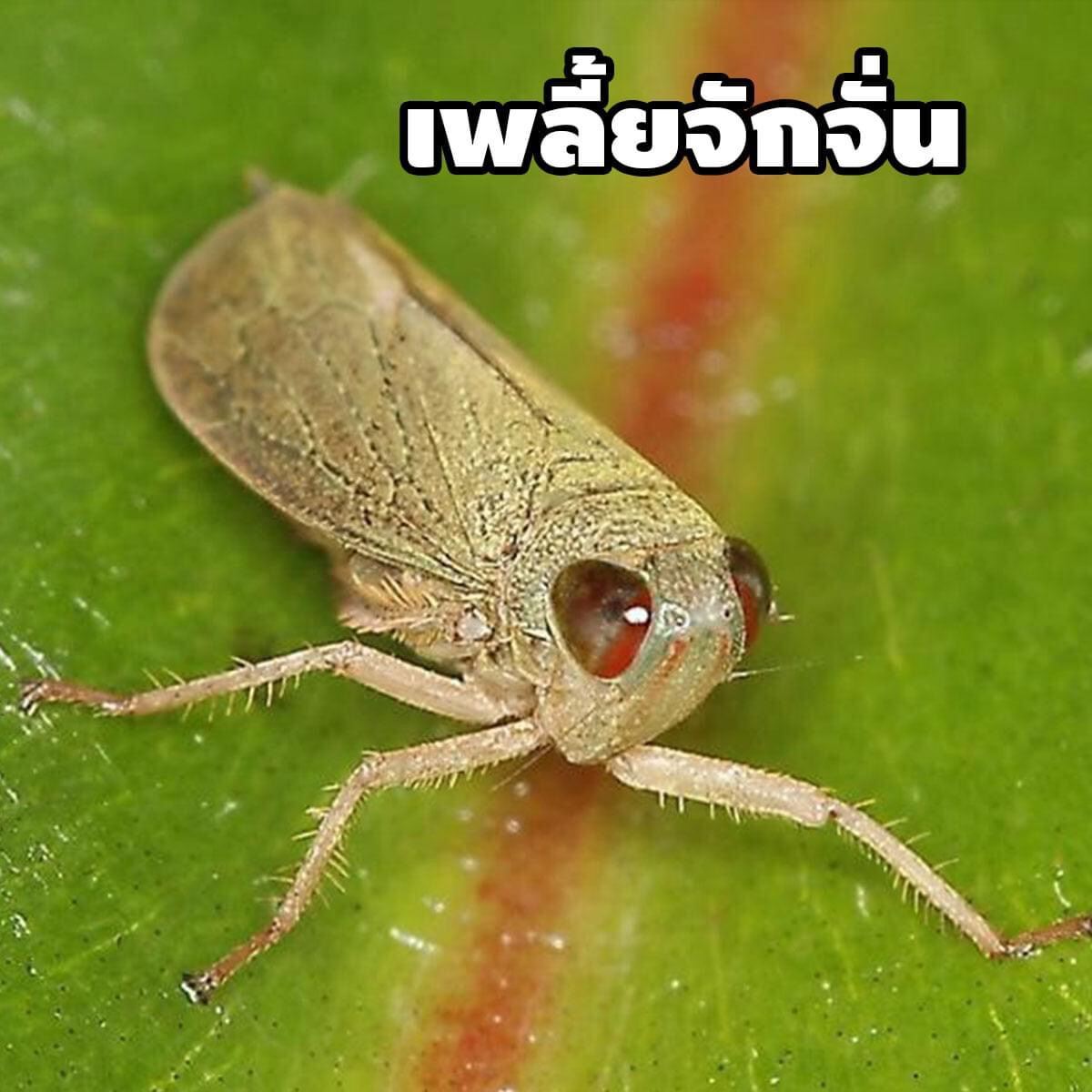 บิงโก 10 – ไบเฟนทริน 10% W/V EC น็อคเย็น ดูดซึม ไอระเหย ขนาดบรรจุ 1 ลิตร โจเนอร์ เชอร์เฟน พีทีเท ...