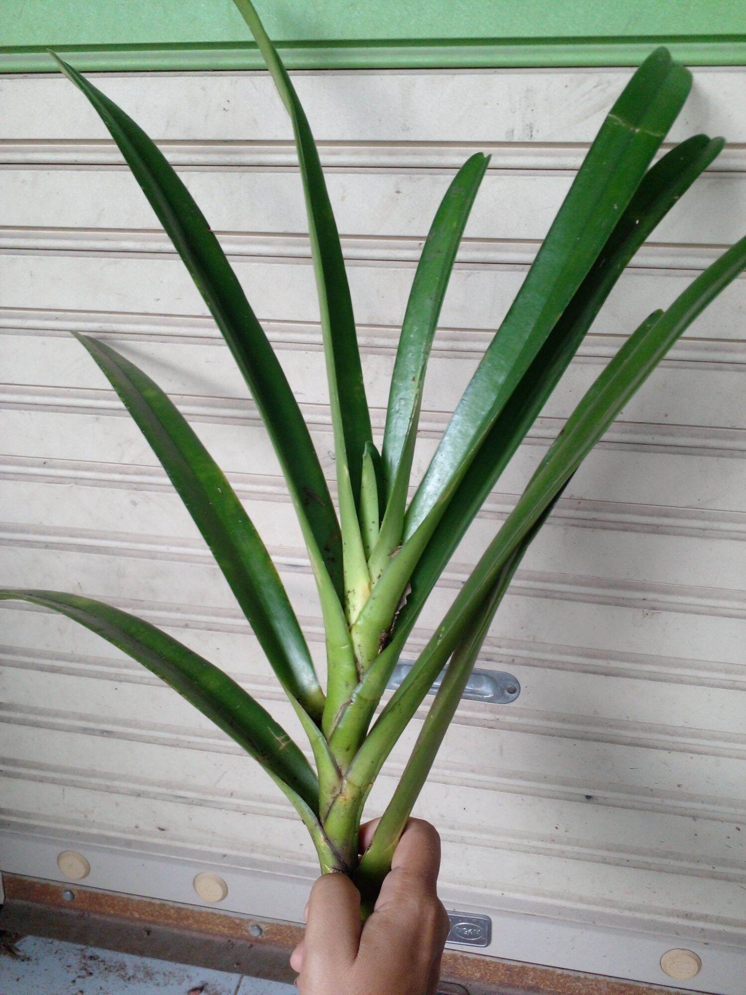 กล้วยไม้เอื้องเขาพระวิหาร - supa.garden.1981 - ThaiPick