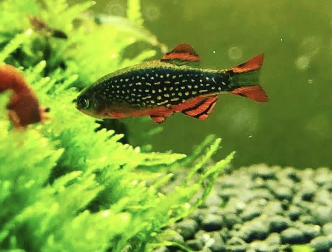 galaxy Rasbora ปลาซิวกาแล็กซี จุดเด่น บริเวณลำตัวมีจุดๆเหมือนกาแล็คซี ...