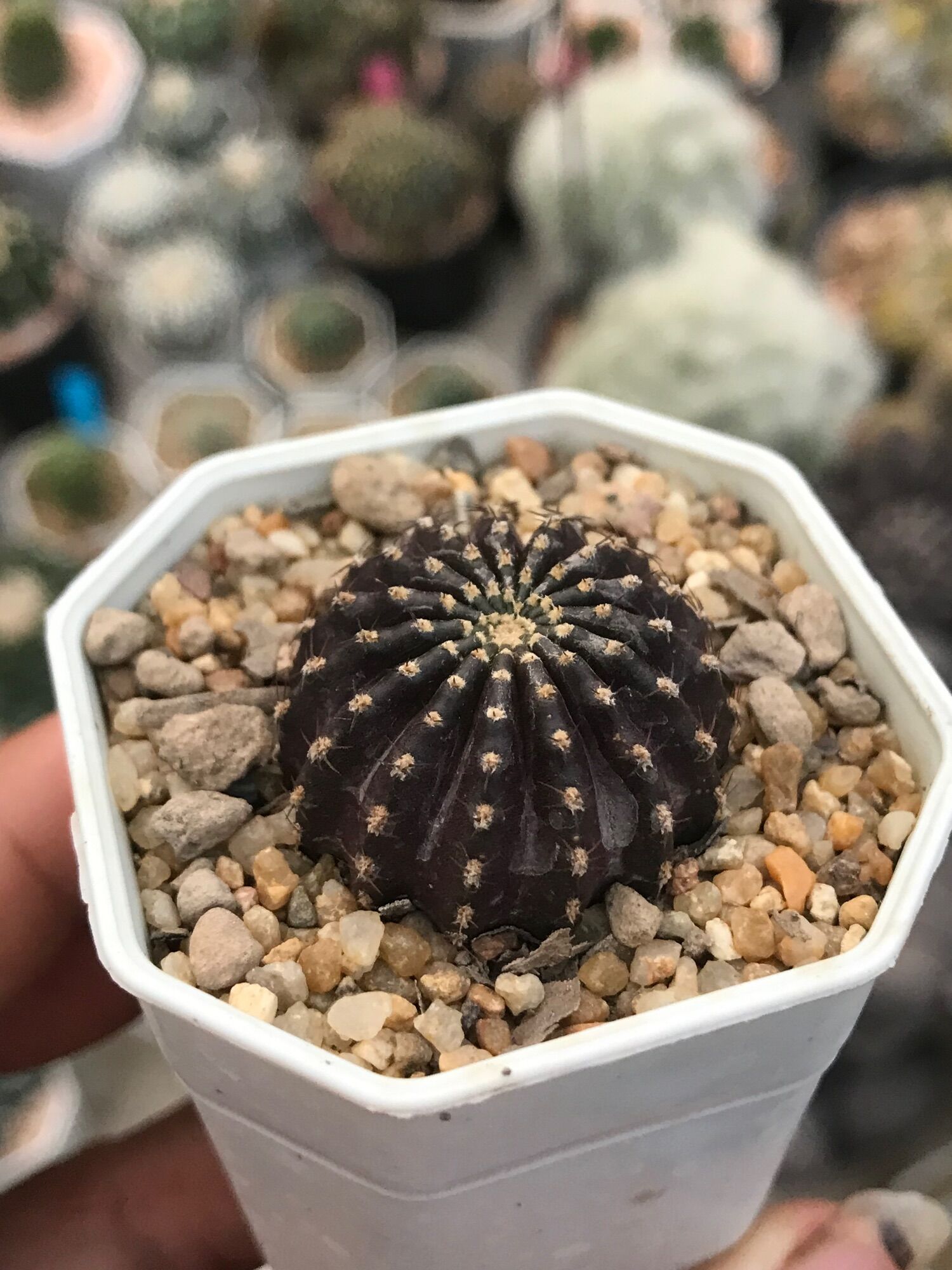 โลบิเวียผิวม่วงดำ ดอกสวยมาก ไม้หายากน่าสะสม Lobivia napina - Lookma ...