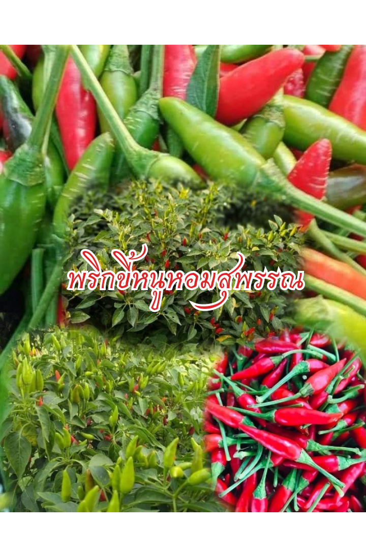 เมล็ดพันธุ์พริกขี้หนูหอมสุพรรณ(100เมล็ด) | Lazada.co.th