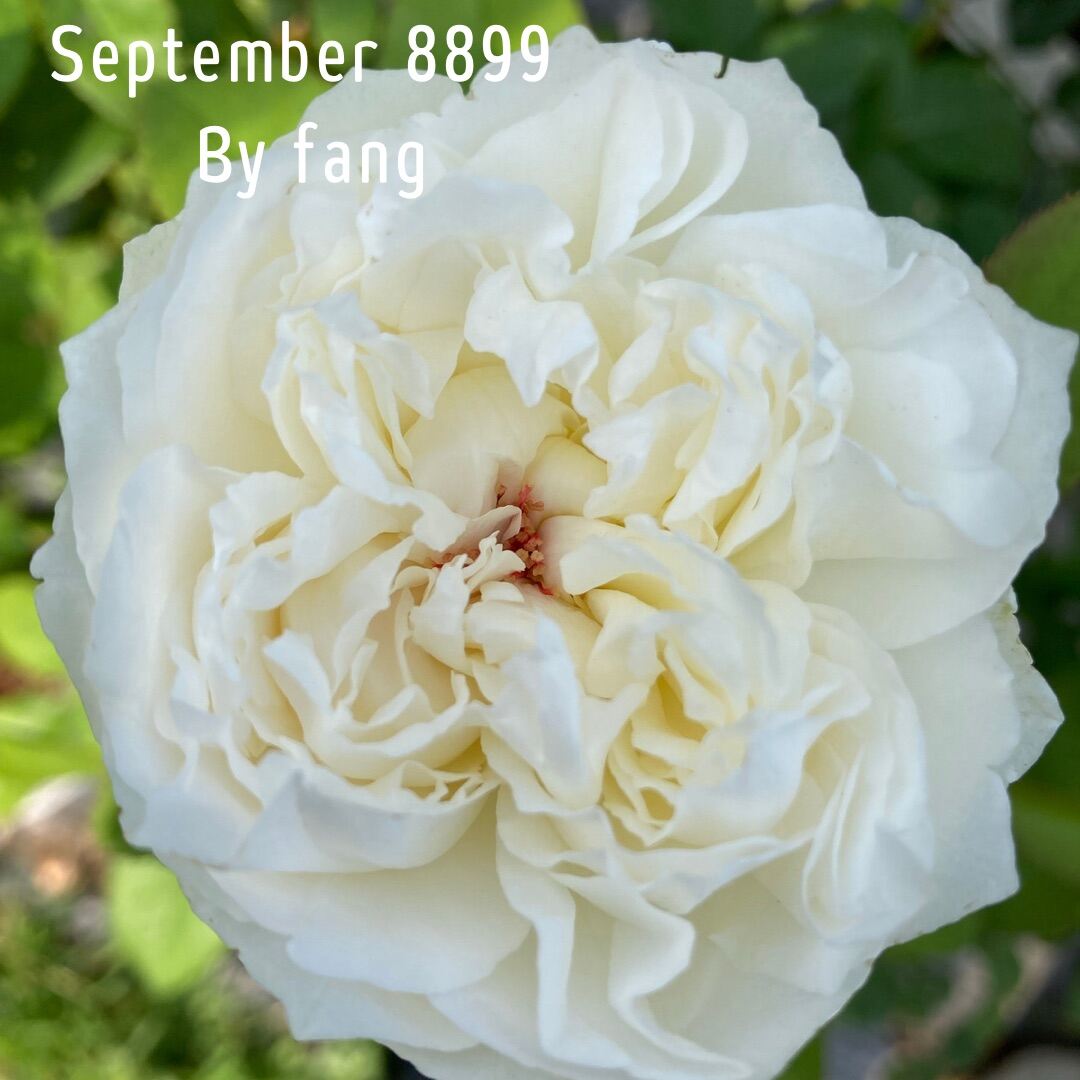 กุหลาบ PNW (pretty NiNa White )ดอกใหญ่ ดอกฟู สีขาวอมชมพูเล็กน้อย ถ้า ...