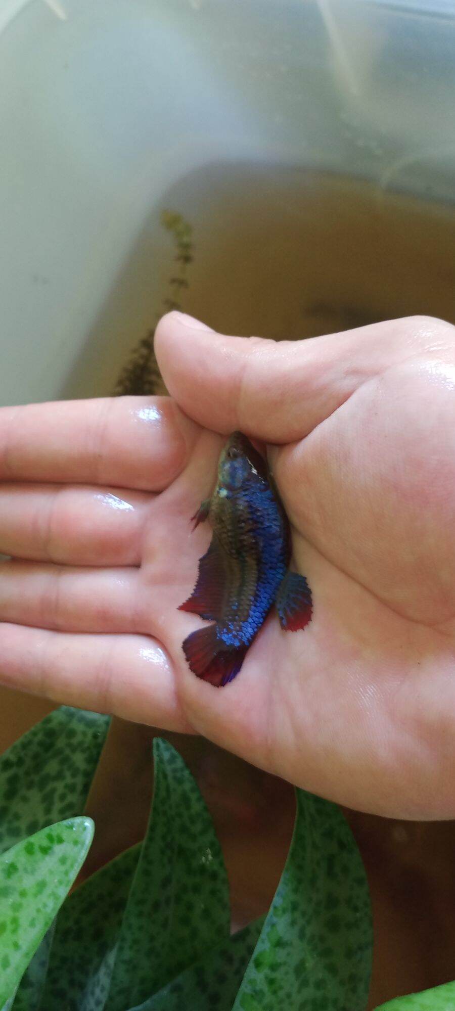 หม้อ ไข่แน่นๆ พร้อมรัด - Saensuk Betta fram - ThaiPick