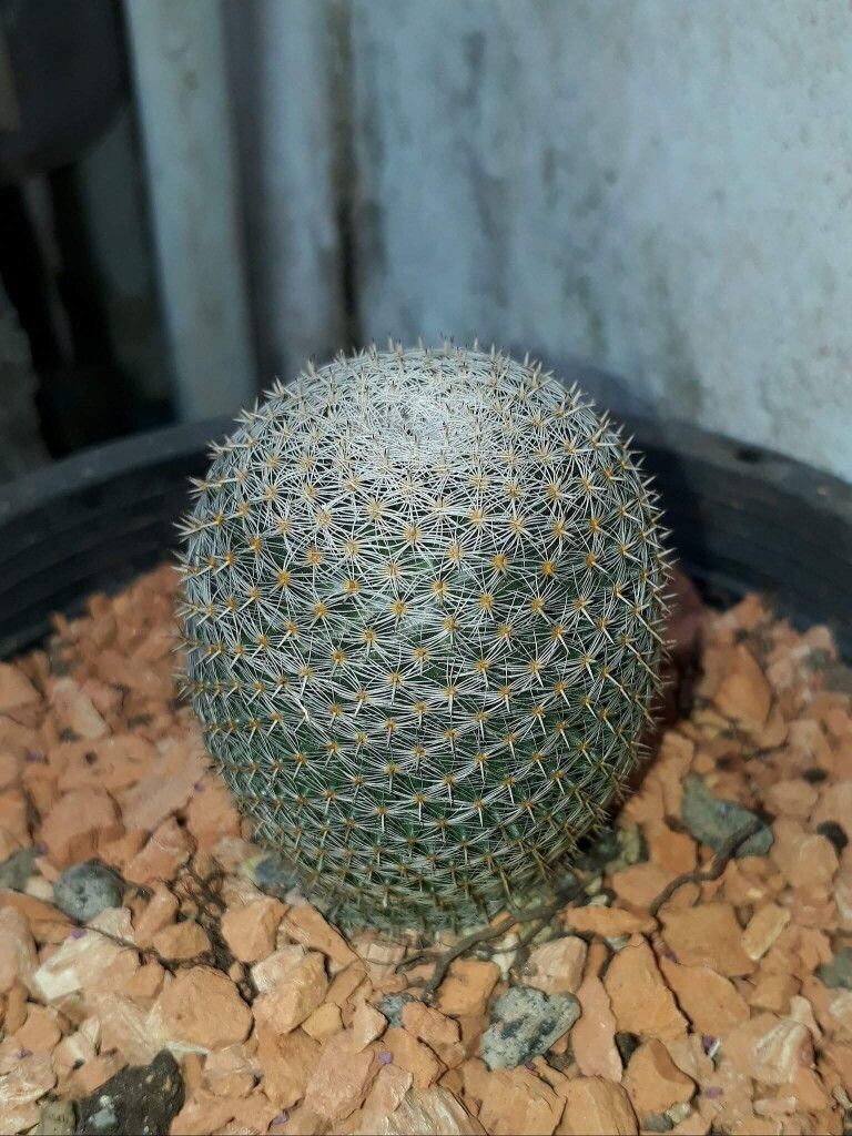 [แมมนกฮูกหนามเดียว] Mammillaria Microthele ส่งพร้อมกระถาง แคคตัส Cactus ...