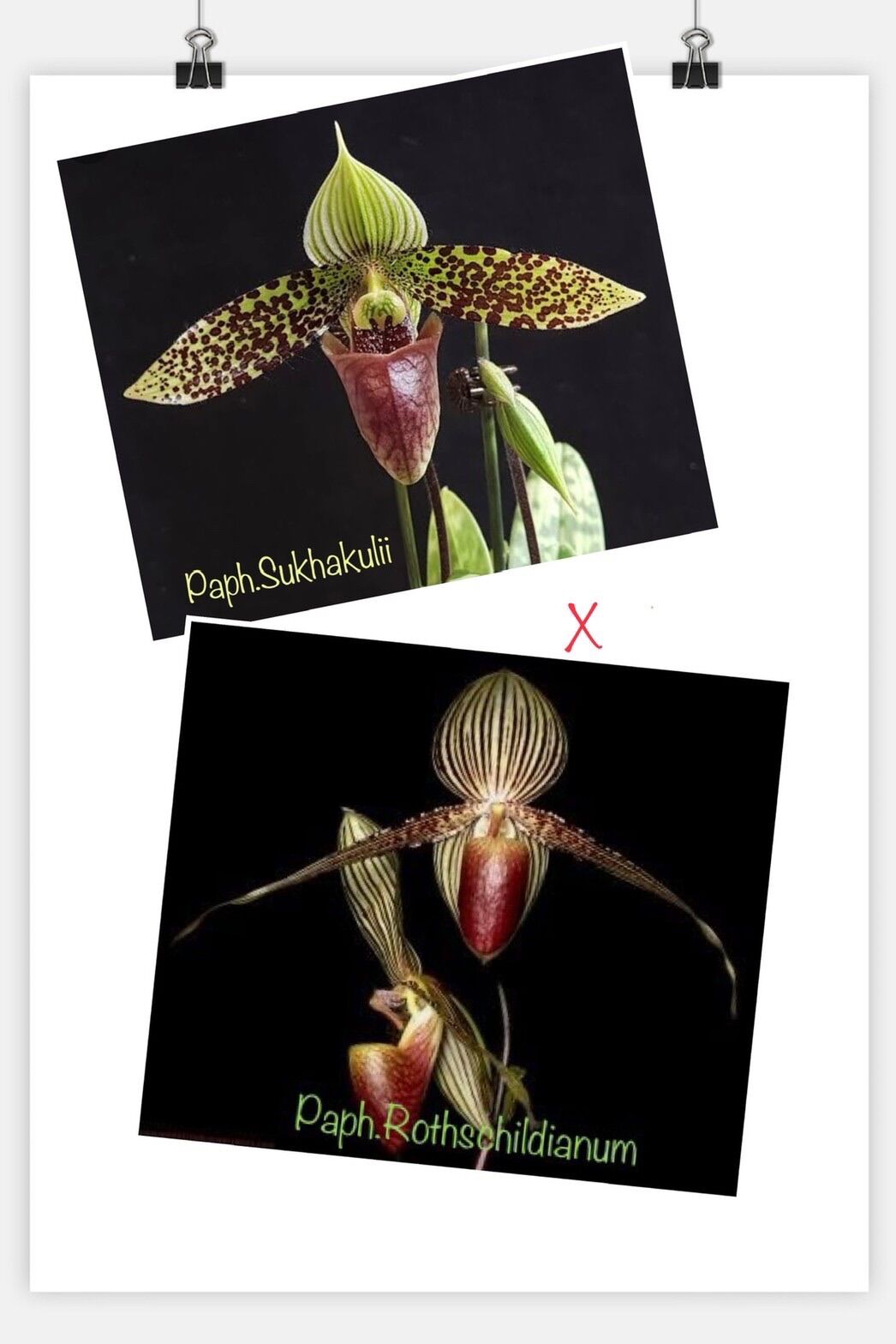กล้วยไม้รองเท้านารี Paphiopedilum Lantha Stage (Paph.Sukhakulii x paph ...