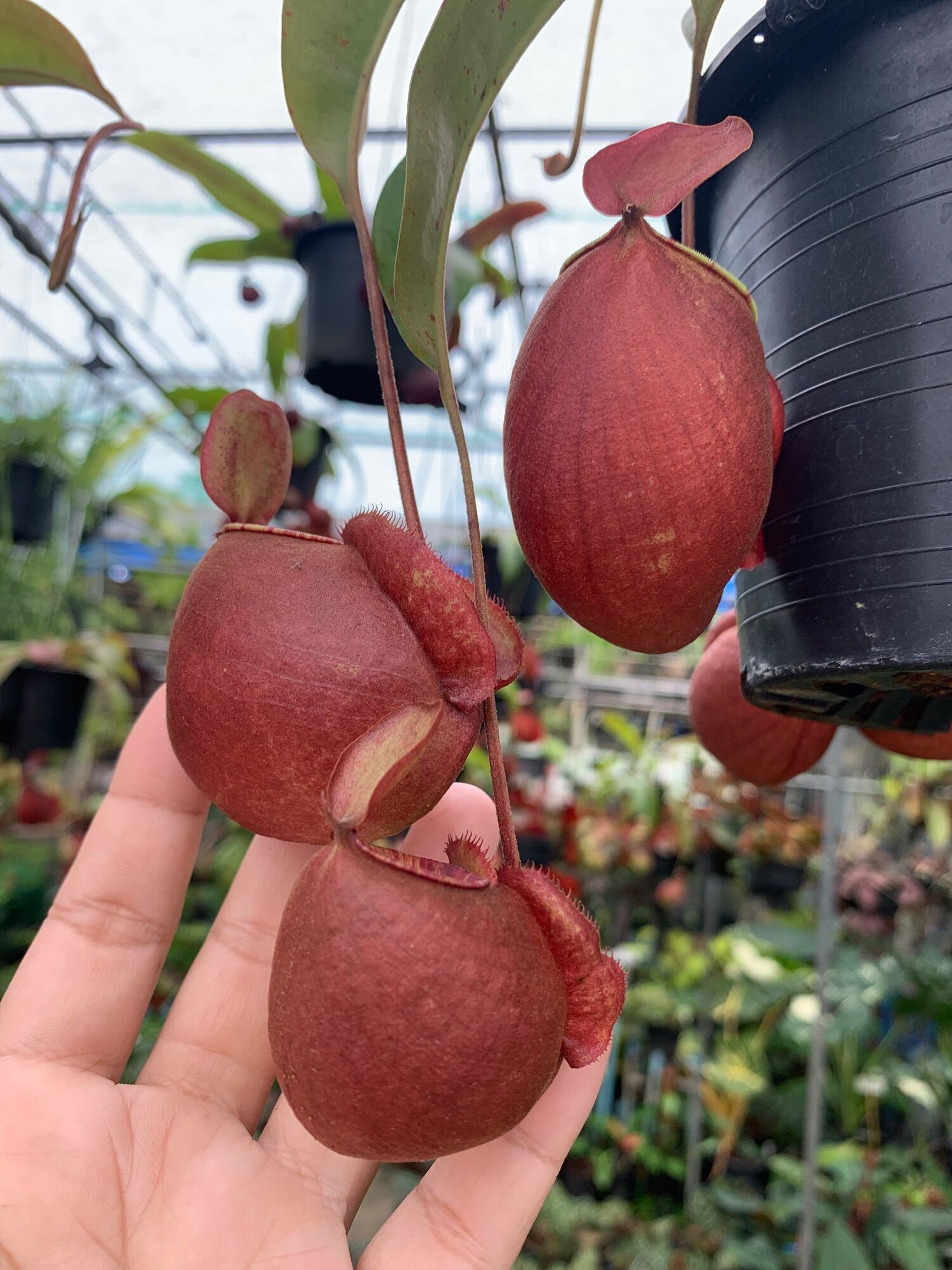 ต้นหม้อข้าวหม้อแกงลิง หม้อสีแดง ( N.viking x ampullaria red ) กระถาง 6 ...