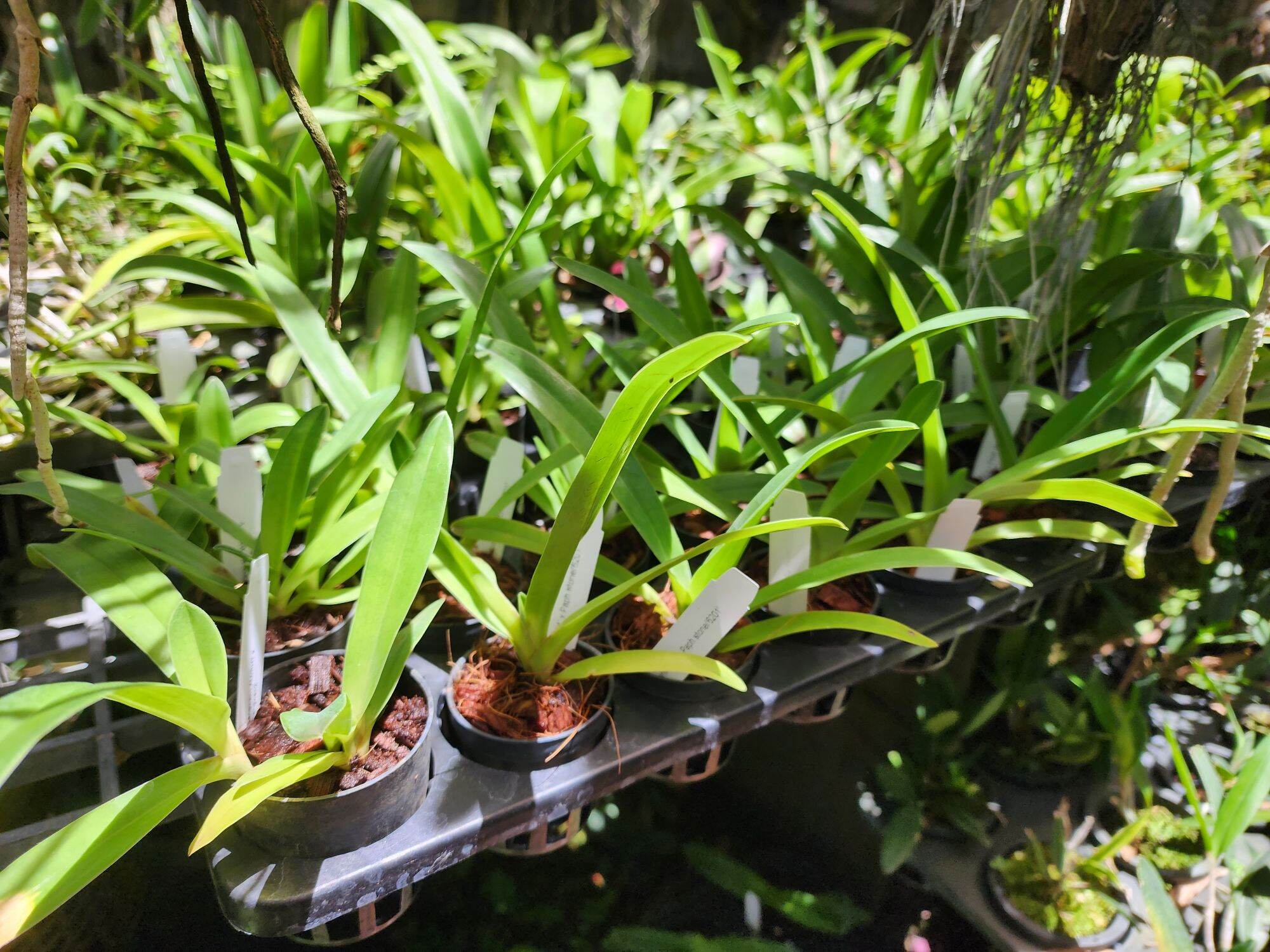 Paph.parishii x Paph.stonei - เก๋เก๋ กล้วยไม้แสนสุข (บ้านและสวน) - ThaiPick
