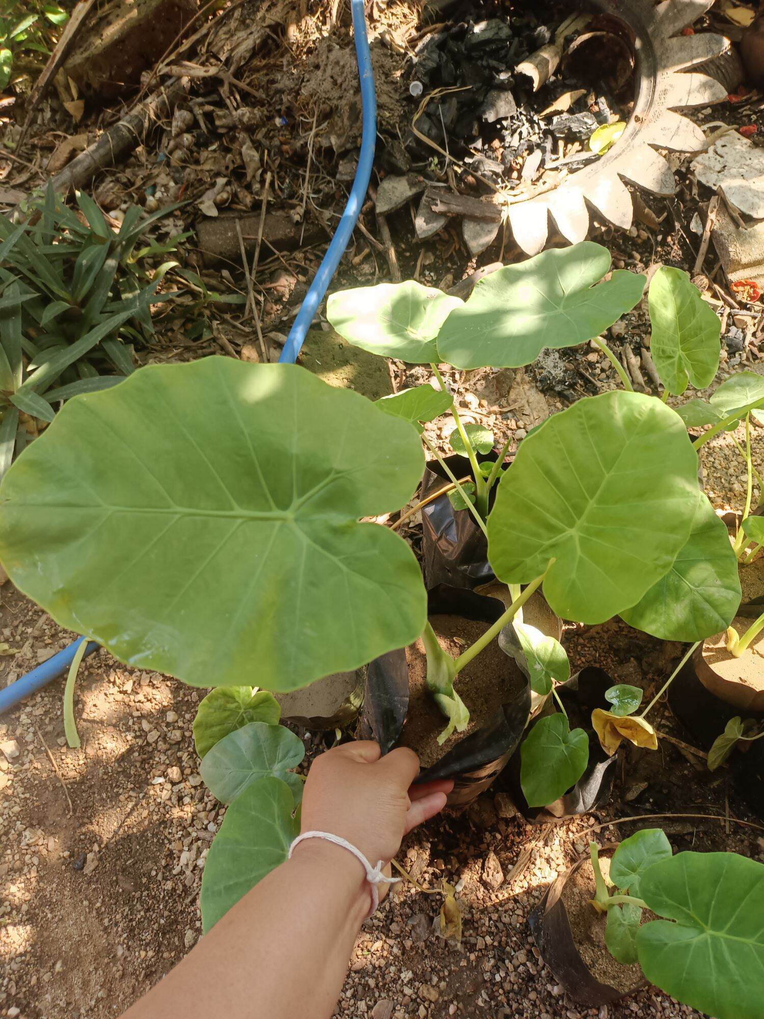 ☘️ต้นออดิบ🍀 ต้นอ้อดิบ🍀ต้นทูน☘️ต้นคูน☘️หรือตูน☘️ต้นละ 25 บาท ☘️พร้อมปลูก ...