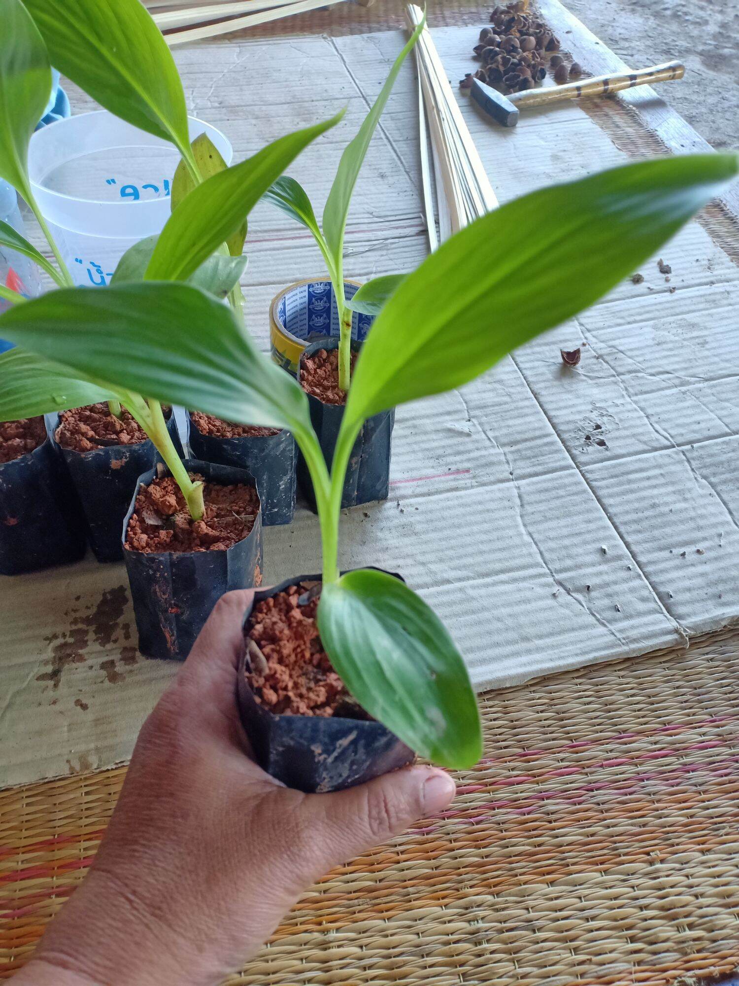 กล้วยนวล (ต้นกล้าเพาะเมล็ดอายุ 2 เดือน) | Lazada.co.th