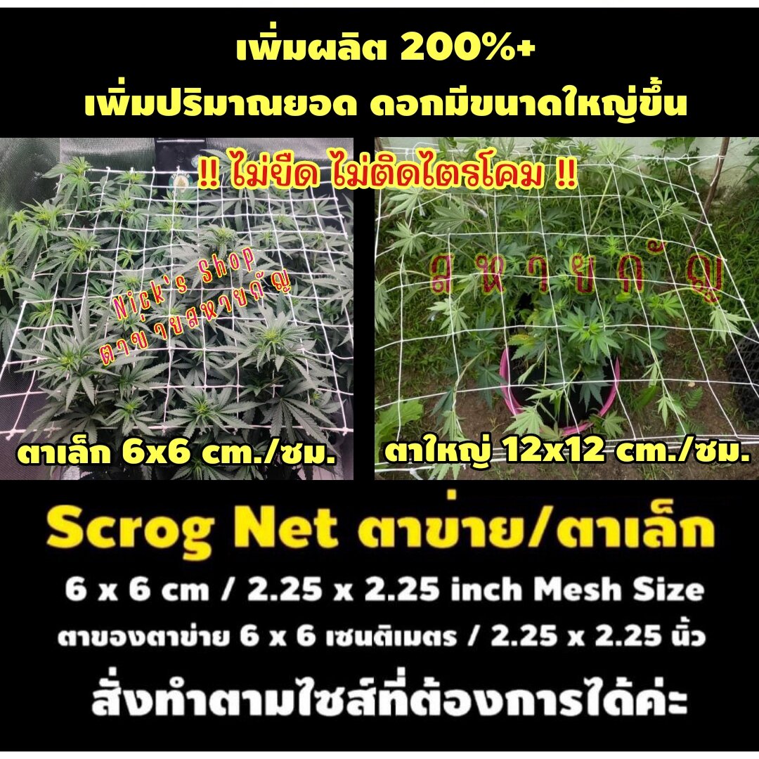 Scrog net ตาข่าย ตาข่ายปลูกพืช ตาข่ายพืชสมุนไพร ตาข่ายปลูกต้นไม้ ตาข่าย ...