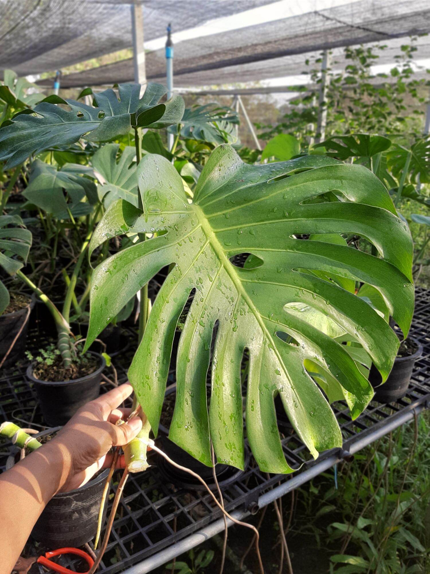 ฟิโลเดนดรอน มอนสเตอร่าไจแอ้นท์ หรือ Philodendron deliciosa หรือ ...