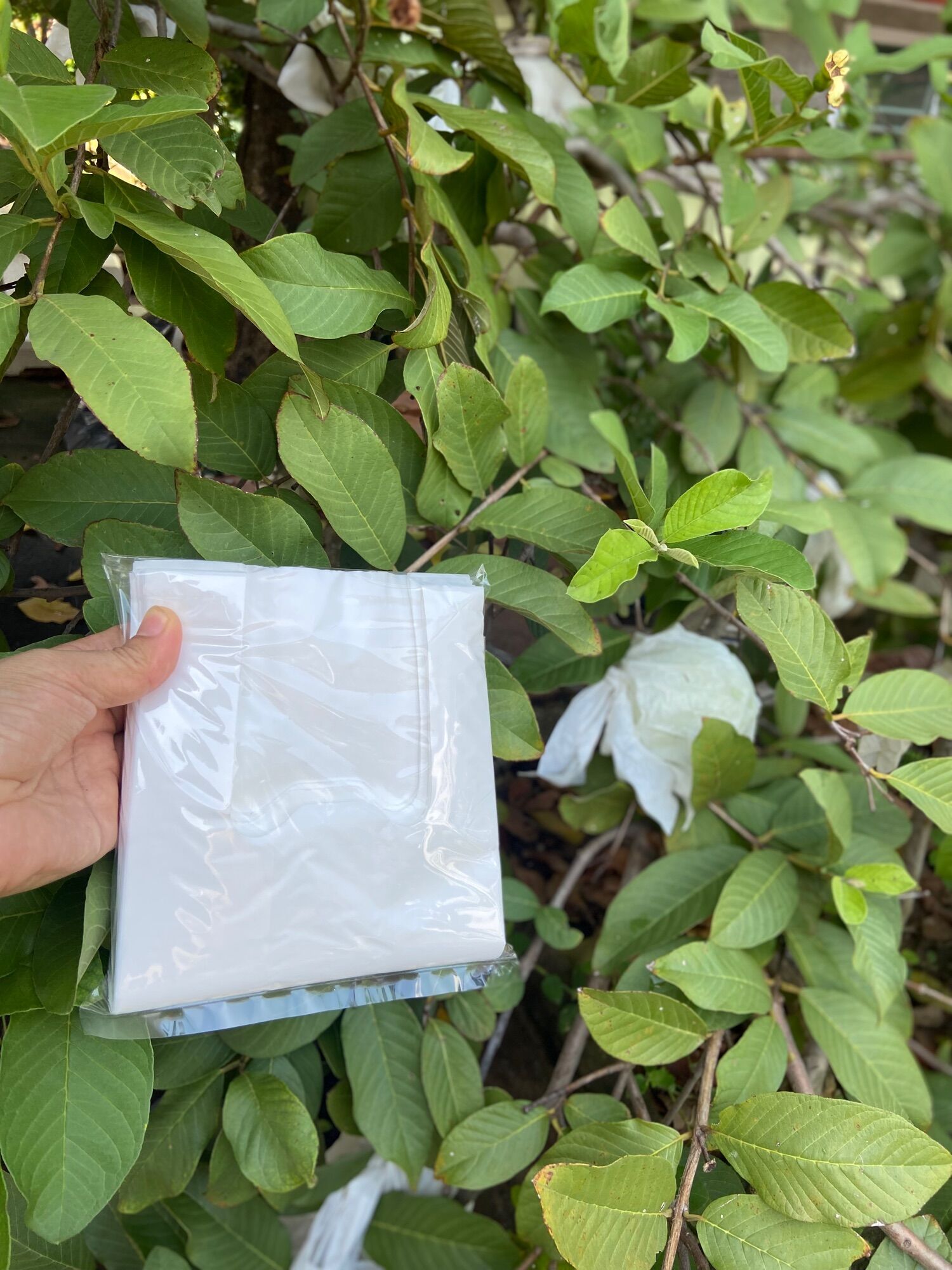 Guava packaging bag 612 614 fruit packaging bag 500g per pack anti ...