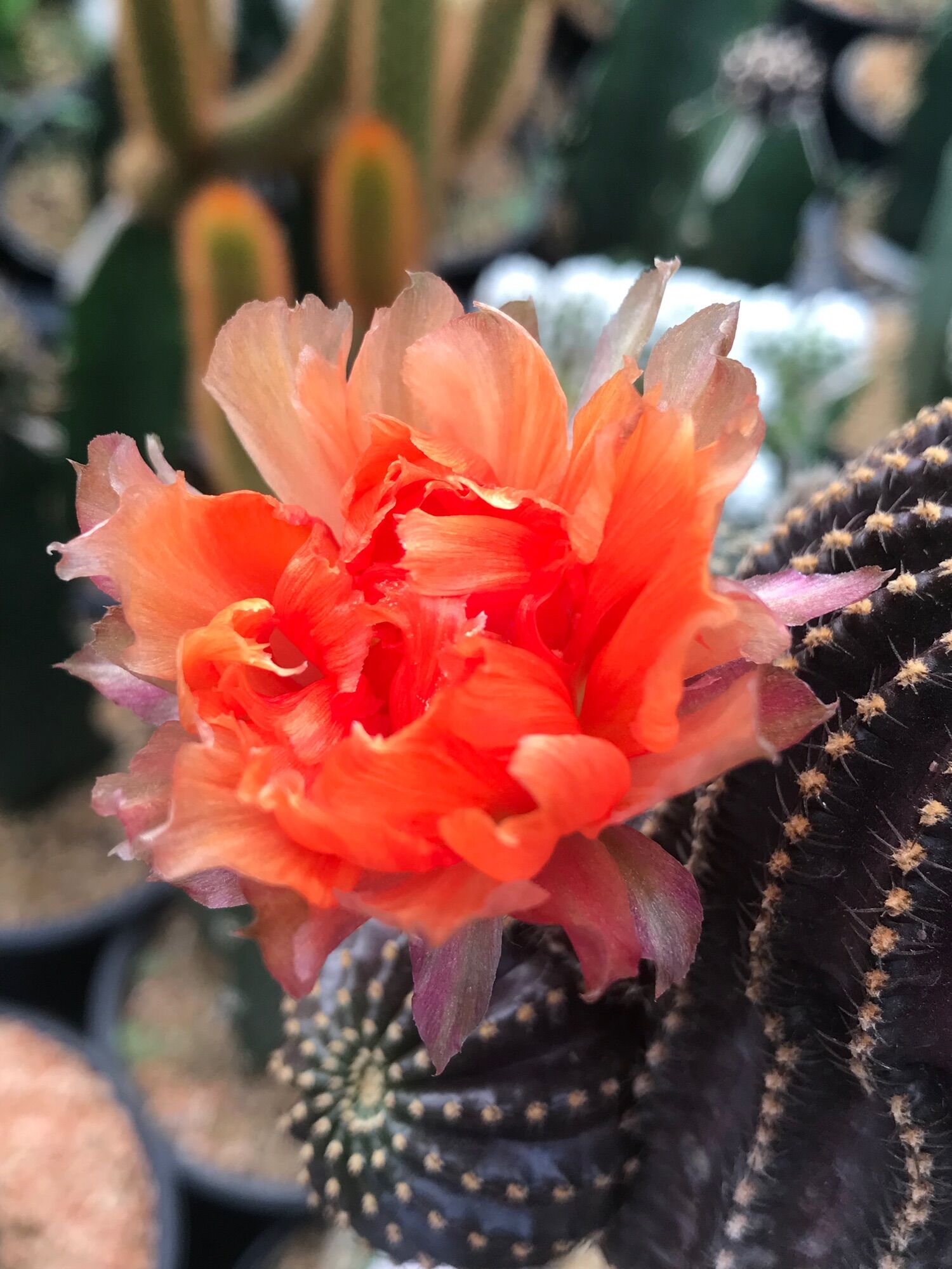 โลบิเวียผิวม่วงดำ ดอกสวยมาก ไม้หายากน่าสะสม Lobivia napina - Lookma ...