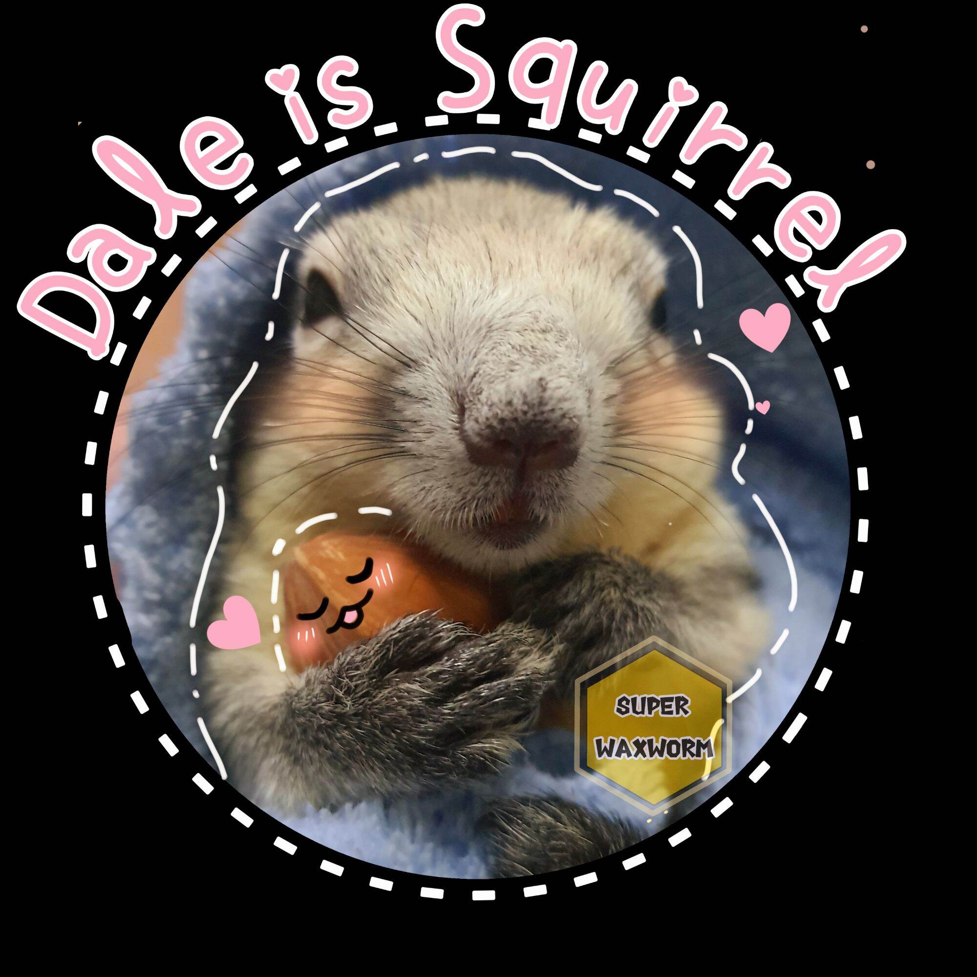 ช้อปออนไลน์ Dale is Squirrel | Lazada Thailand