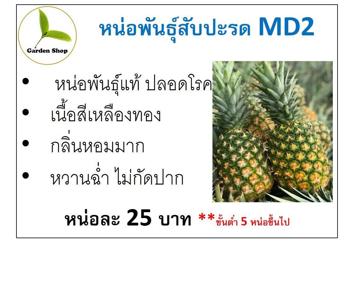 หน่อสับปะรด พันธุ์ใหม่ MD2 ชุด20หน่อ คัดหน่อสวย แข็งแรง100% พันธุ์นี้มี ...