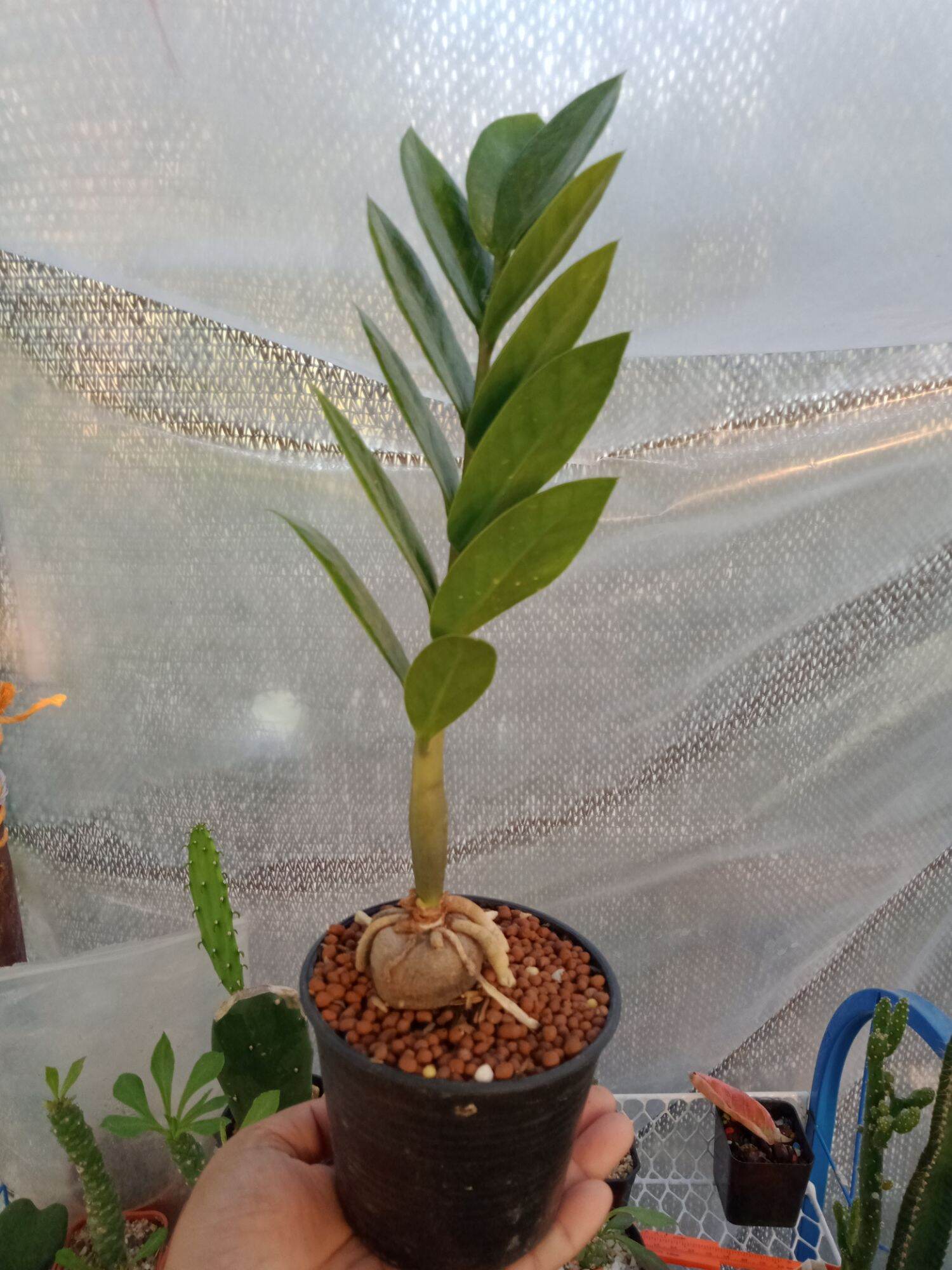 อัพเดท 6 พ.ค. 65 ต้นกวักมรกต โขด ส่งเคาะราก #ต้นกวักมรกตโขด - abshop_plants - ThaiPick