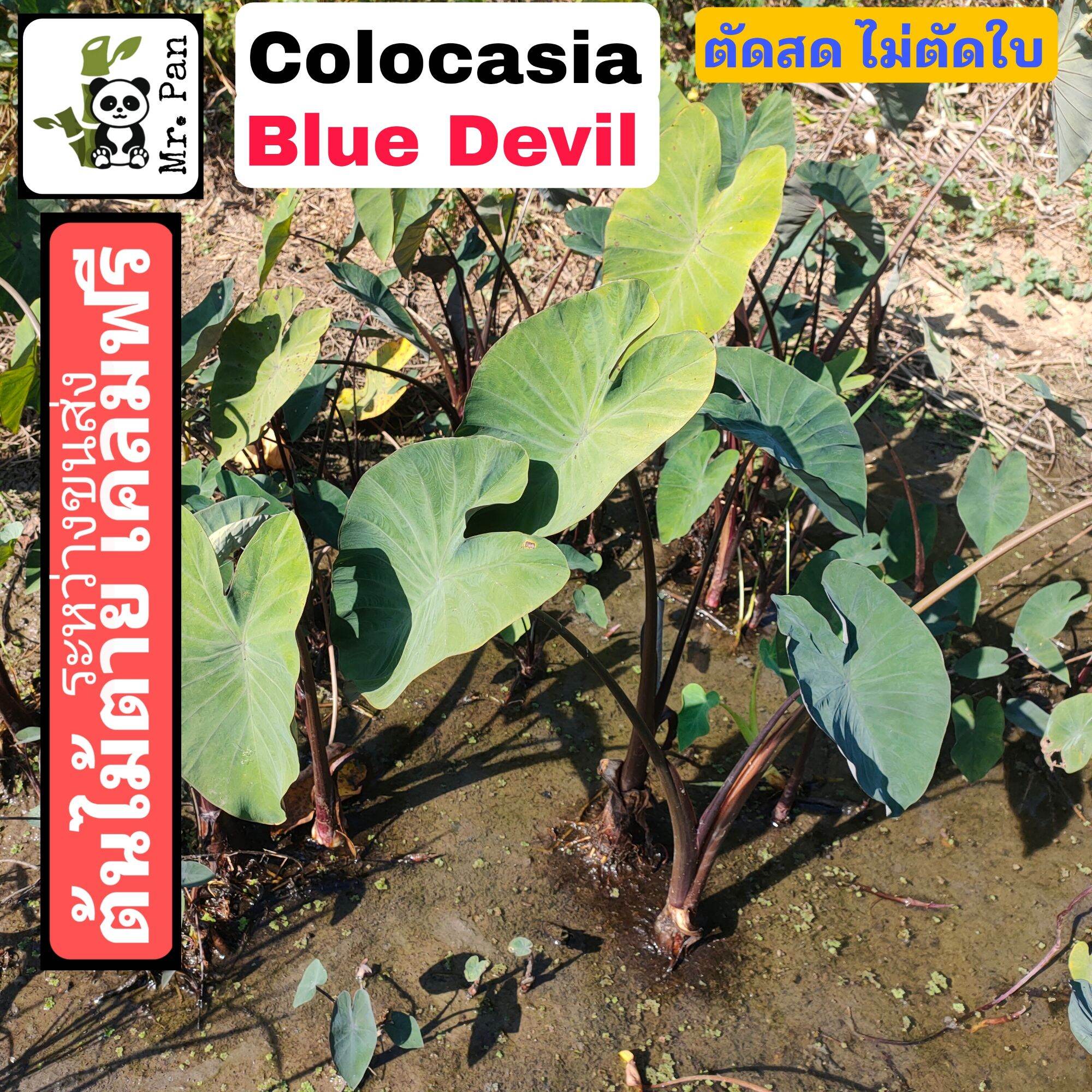 Colocasia Blue Devil ตัดสดไม่ตัดใบ โคโลคาเซีย บลู เดวิว | Lazada.co.th