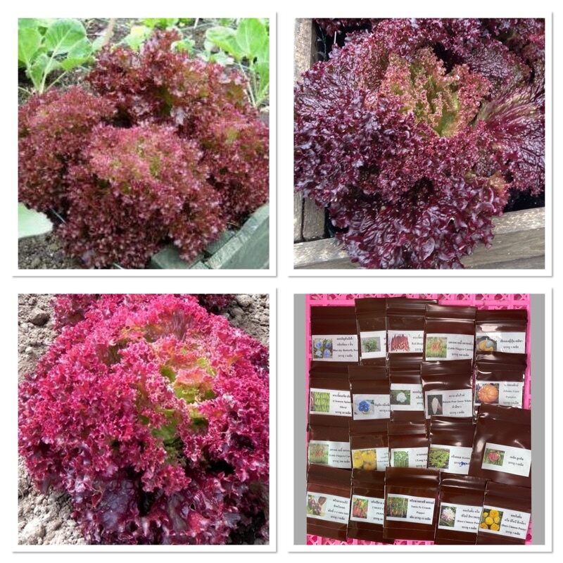 เมล็ดพันธุ์ ผักสลัด โลโลรอสซ่า (Lollo Rossa Lettuce Seed) บรรจุ 100 ...