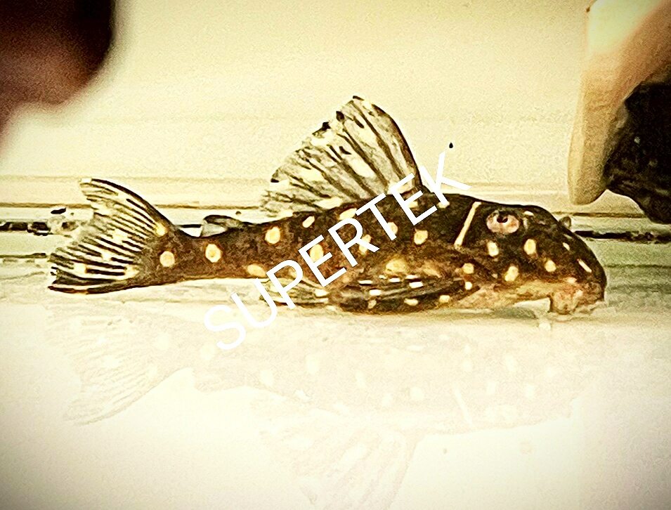ปลา L471 pleco ปลาแฟนซี ปลาสวยงาม ปลาซัคเกอร์ - SUPERTEK - ThaiPick
