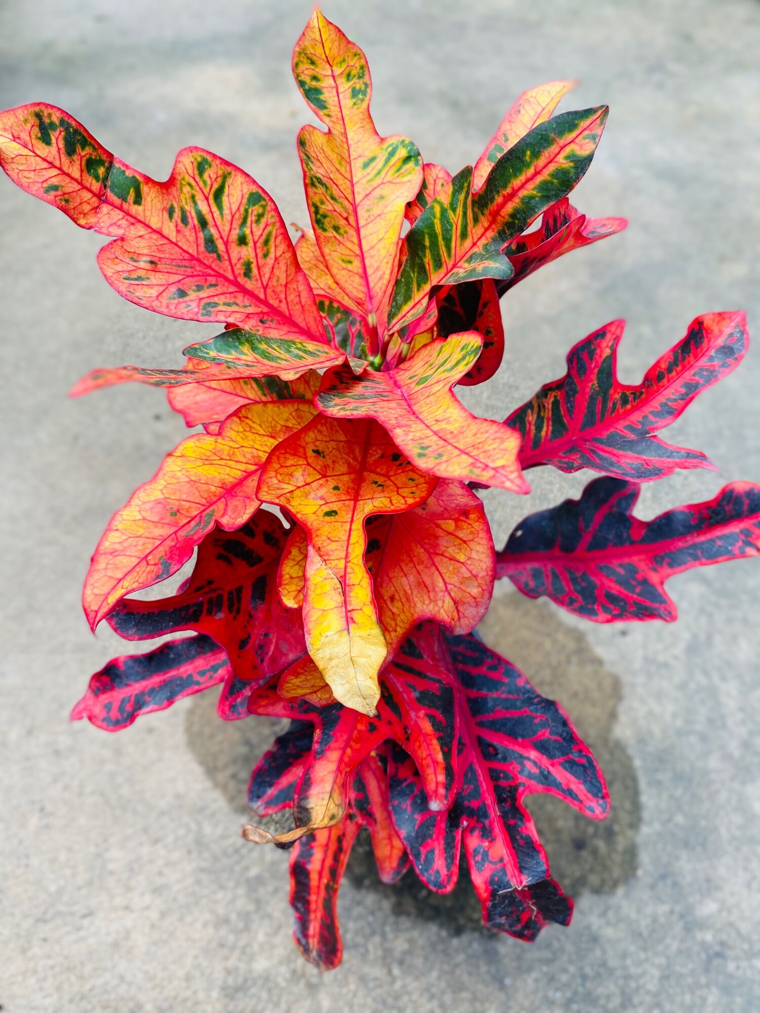 โกสนตรีเพชร (ต้นในภาพ) Thai Croton ขนาด 35-50 cm. | Lazada.co.th