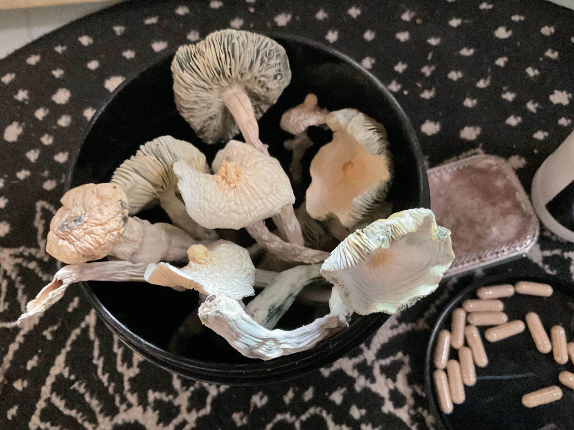 magic shroom th - Magic mushroom th8 - ThaiPick