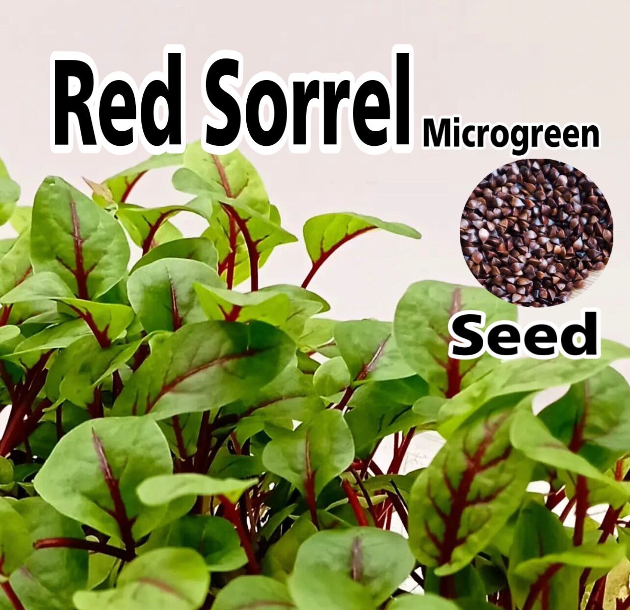เมล็ดพันธ์ุไมโครกรีน เรดซอรัล Red sorrel microgreen seed | Lazada.co.th