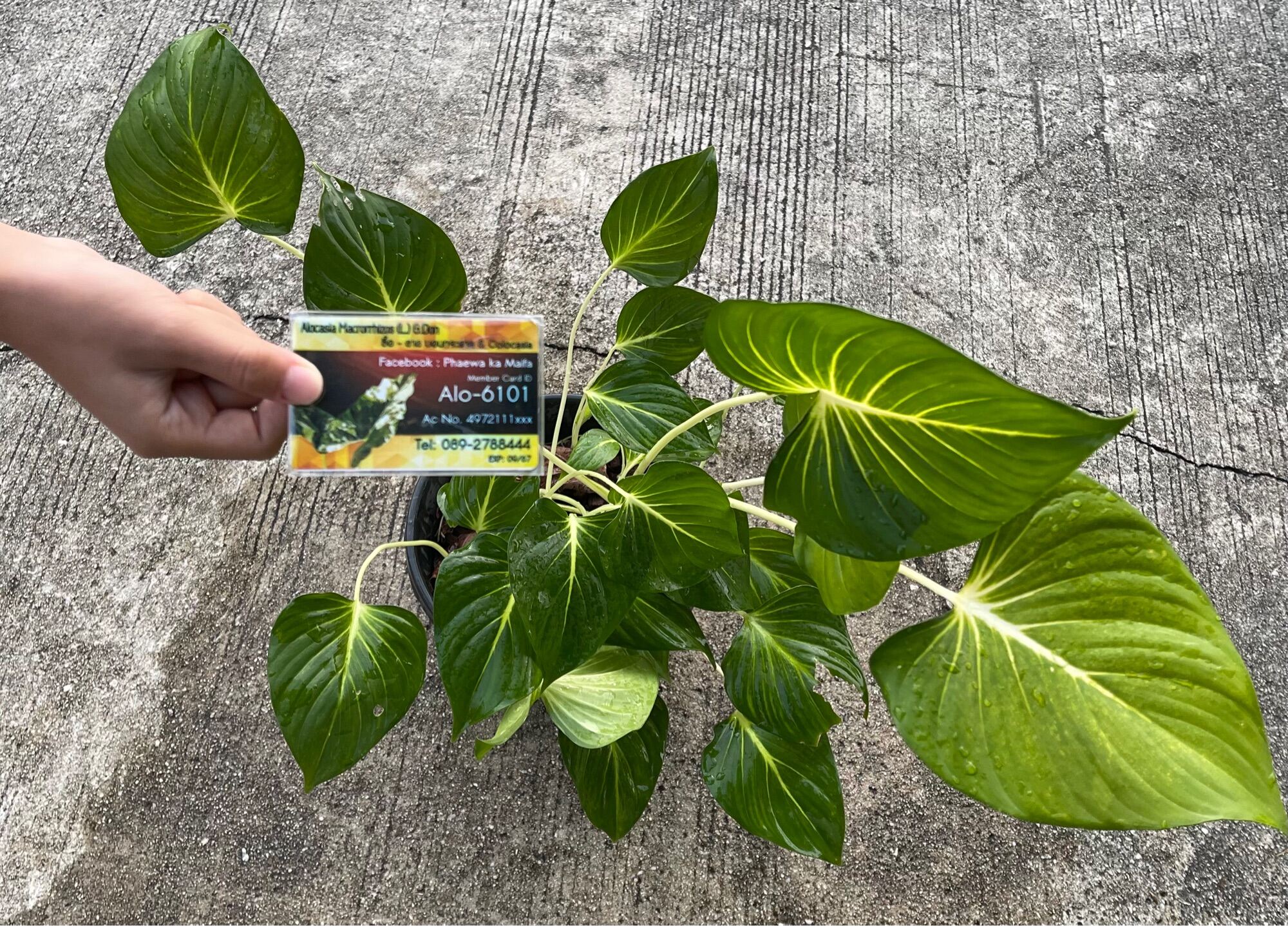 เสน่ห์จันทน์ขาว | Lazada.co.th