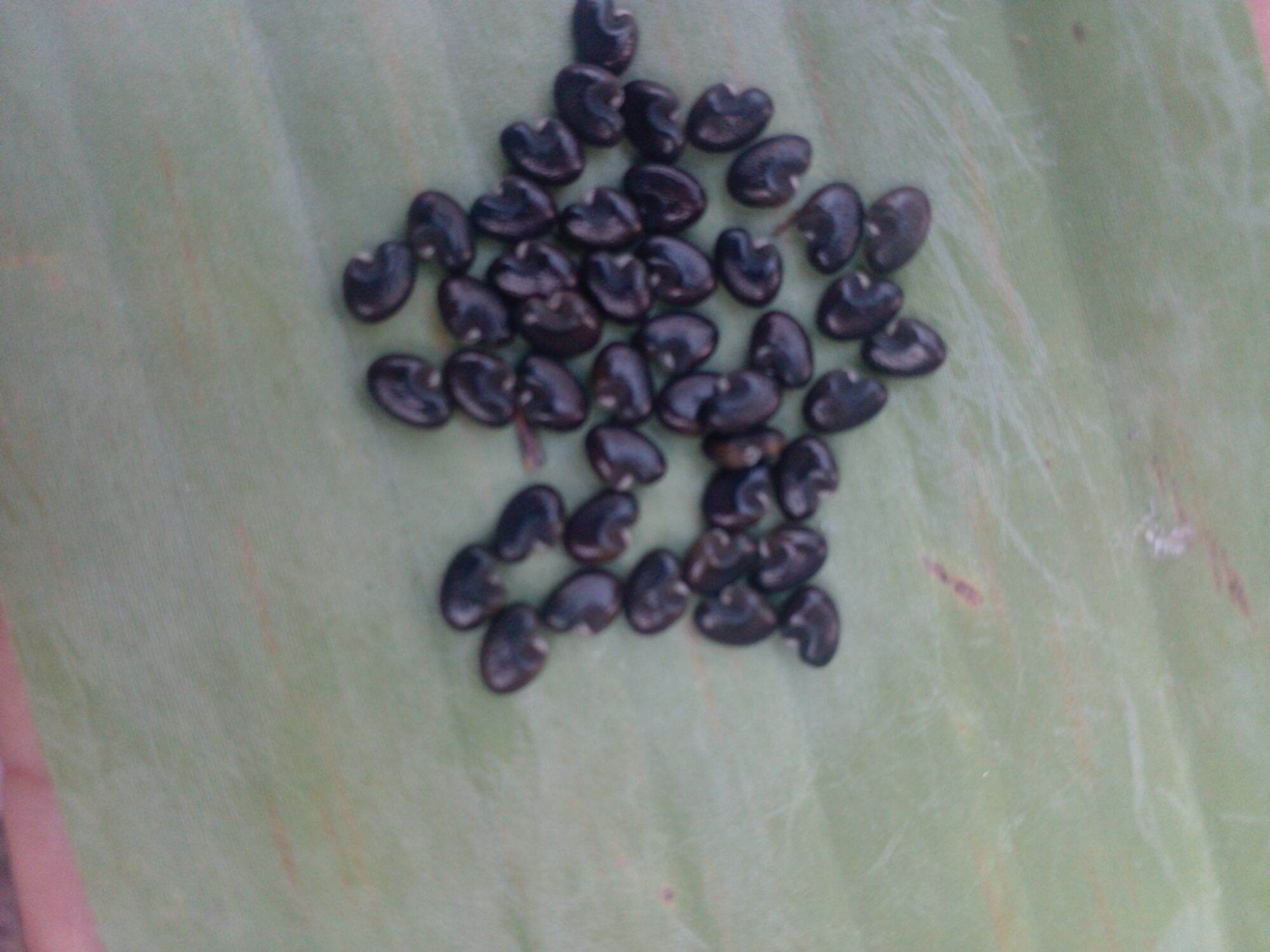 รางจืดต้น (เมล็ดพันธุ์) 100 ,( ยางจืด, จางจืด, มะหิ่งเม่น) crotalaria ...