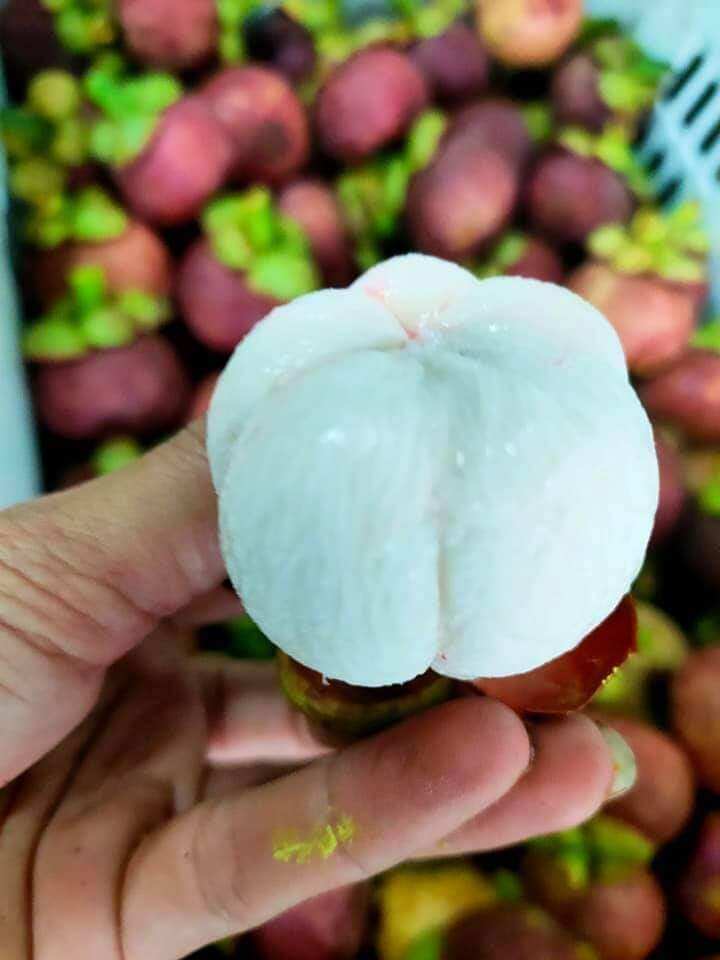 มังคุดคัดคละไซ้ กล่อง3กก.(มังคุดออกหลงฤดู) | Lazada.co.th