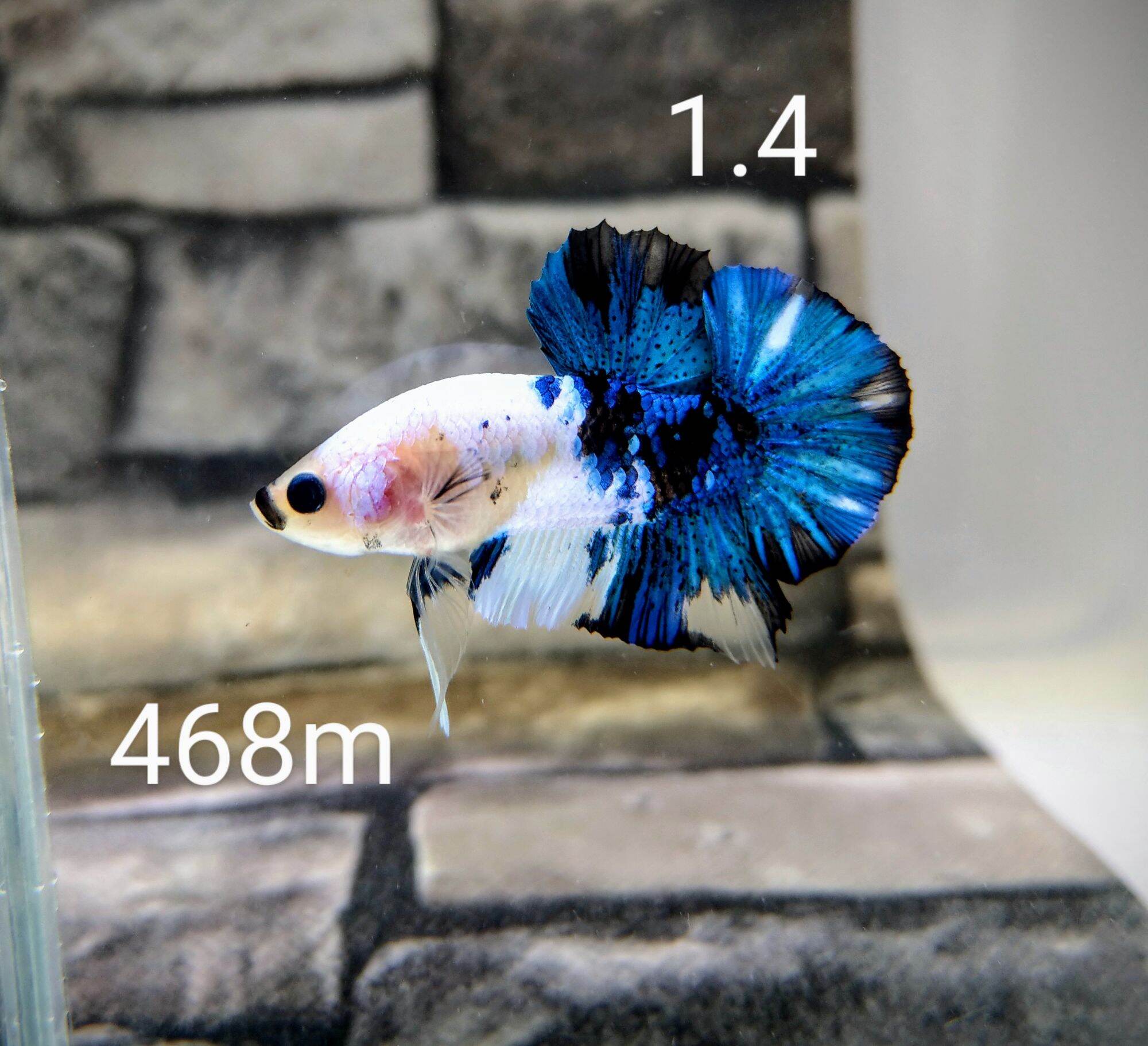 468 JMU Betta Multicolor Cop 1.4 Male / ตัวผู้ 1.4 - JMU Betta - ThaiPick