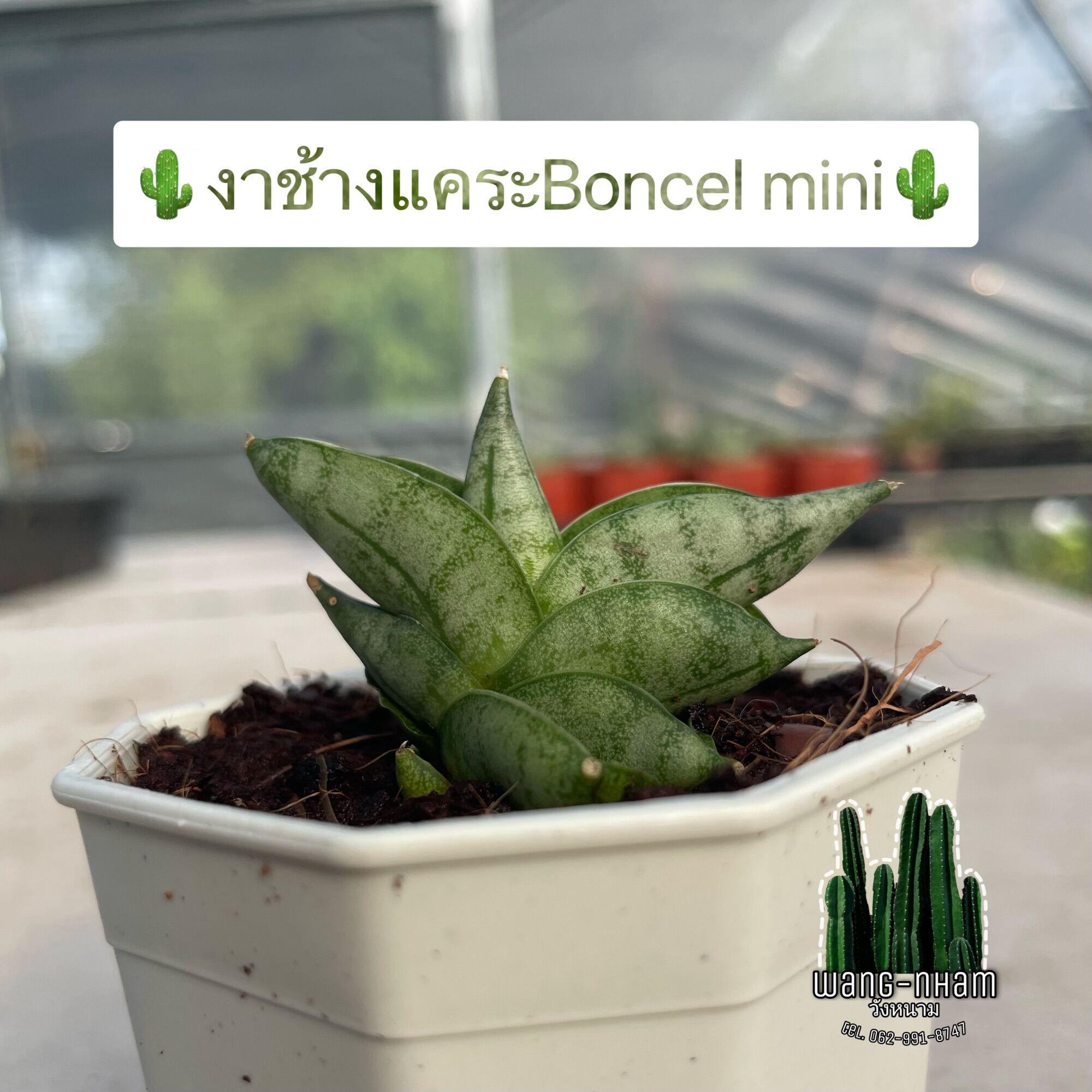 🌵งาช้างแคระBoncel mini🌵1 ต้น จัดส่งทั้งกระถาง | Lazada.co.th