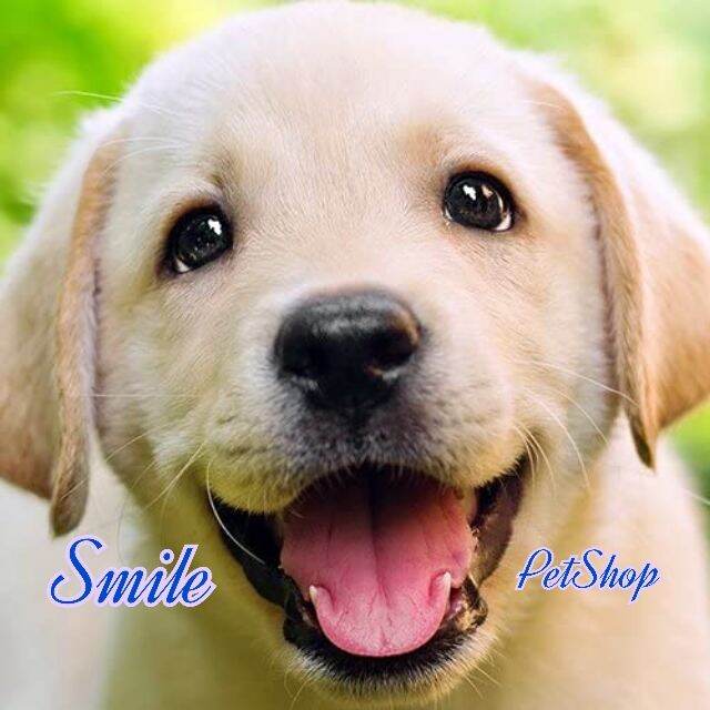 ช้อปออนไลน์ Smile Petshop. 090994593 | Lazada Thailand