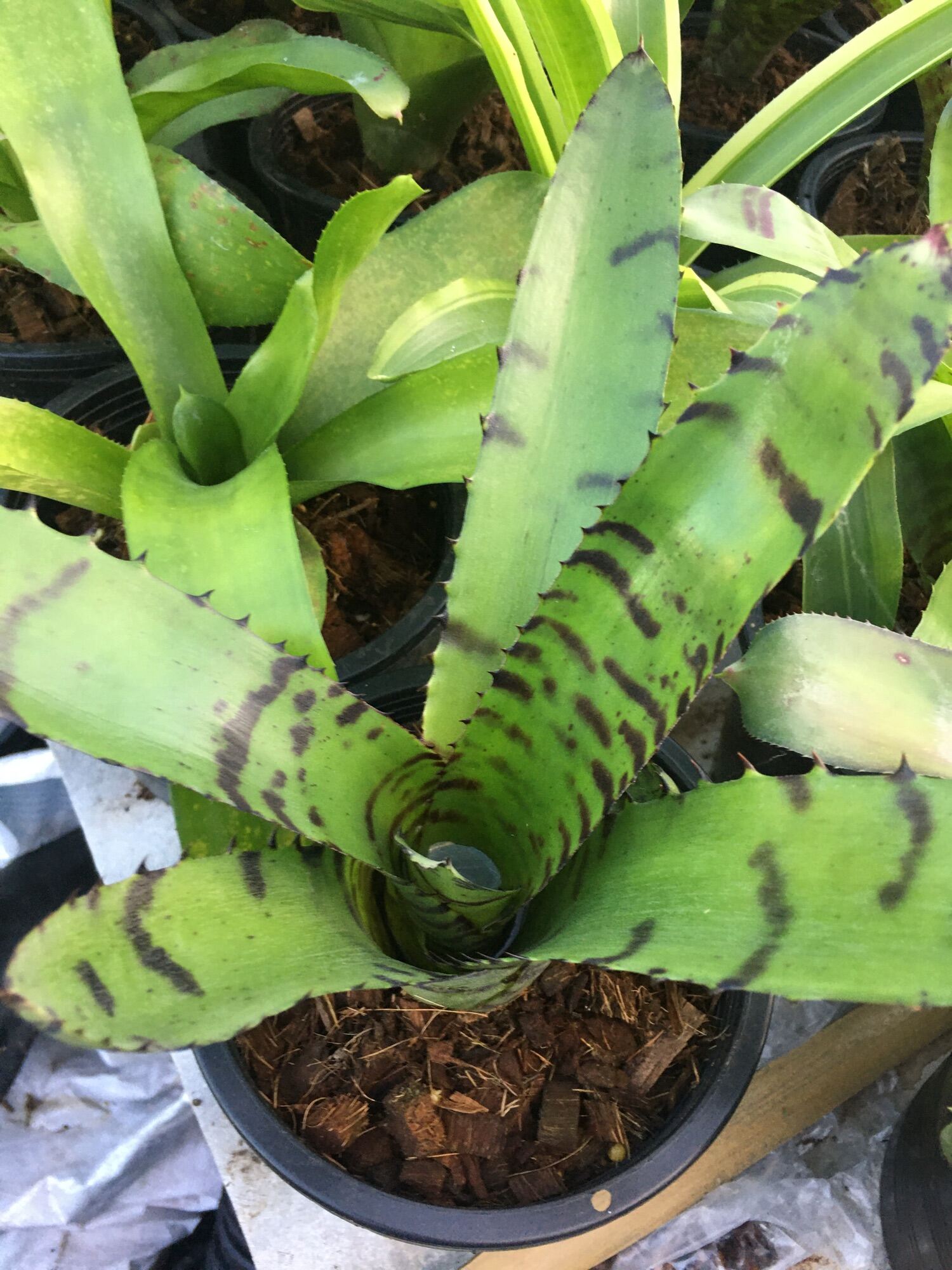 หน่อ-Neo Tiger Hybrid # สับประรดสี# Bromeliad #ต้นไม้สวยงาม# ไม้ประดับ ...