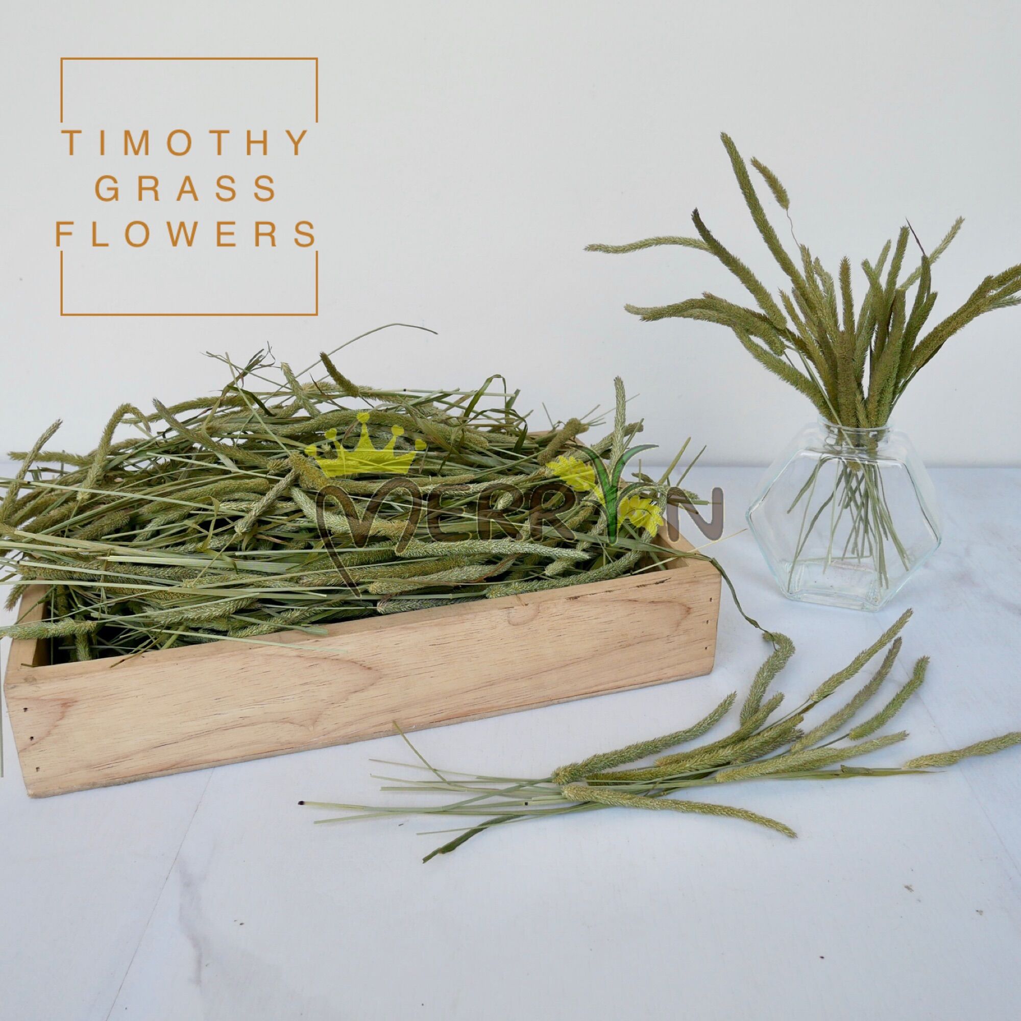 ดอกหญ้าทิโมธี (ติดก้าน) - Timothy Grass Flowers by Merryn Exotic (100G ...