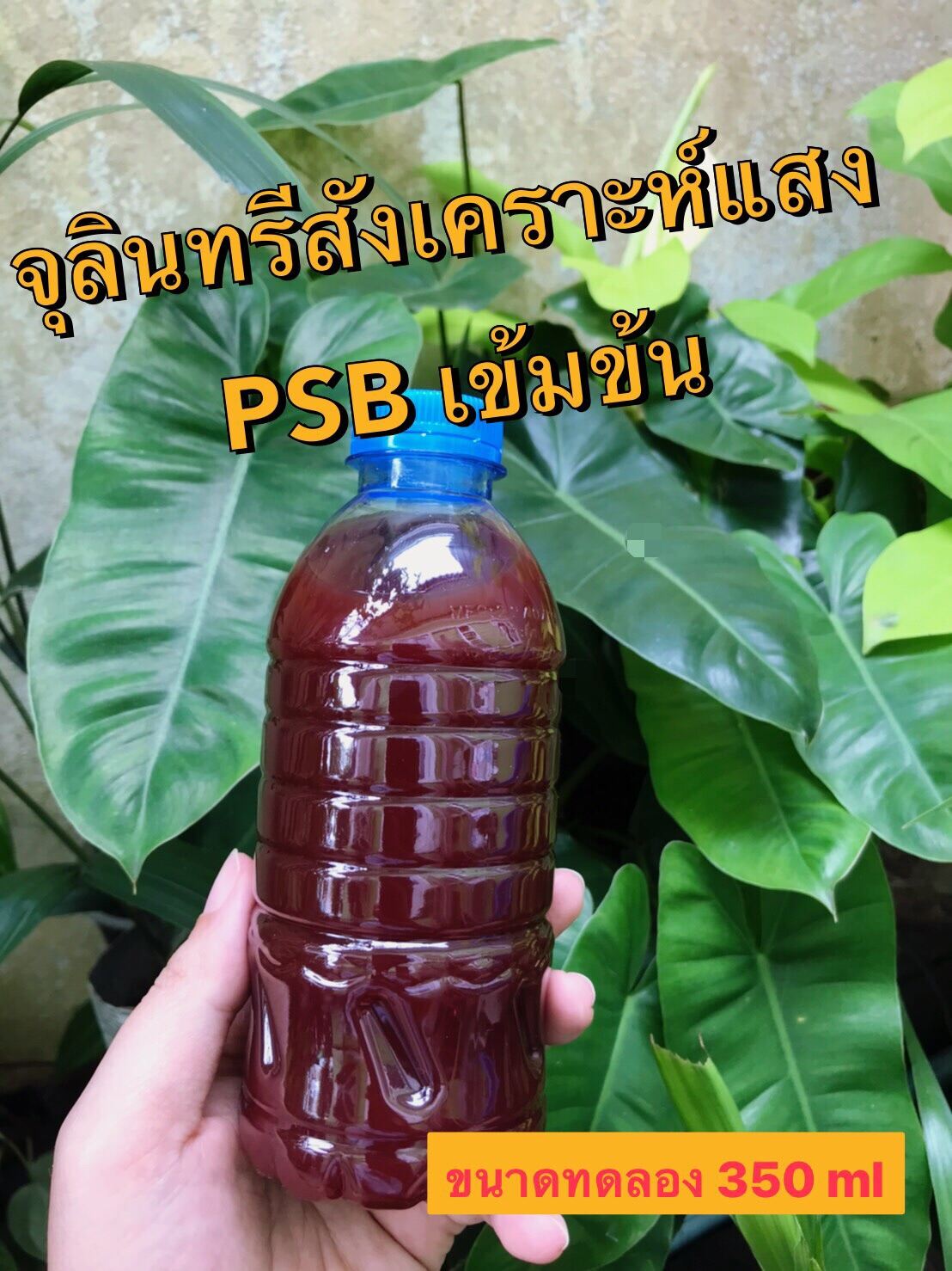 จุลินทรีย์สังเคราะห์แสง PSB เข้มข้น สินค้าขายดี ขนาดทดลอง 350 ml. พร้อมคู่มือ( 3 ขวด 50- ) - D ...