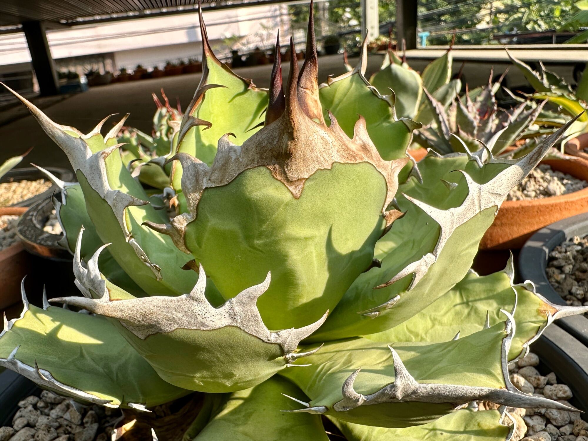 หน่ออากาเว่ Agave titanota No.1 compact | Lazada.co.th