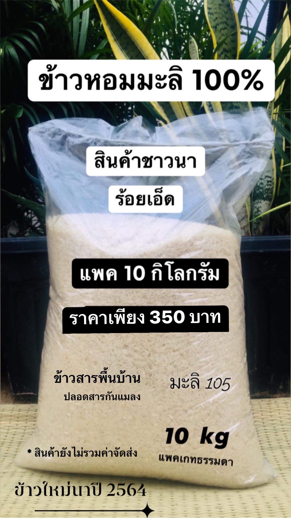 ข้าวหอมมะลิ 100% ชาวนา ร้อยเอ็ด แพค 10 กิโลกรัม ราคาเพียง 350 บาท *ข้าว ...