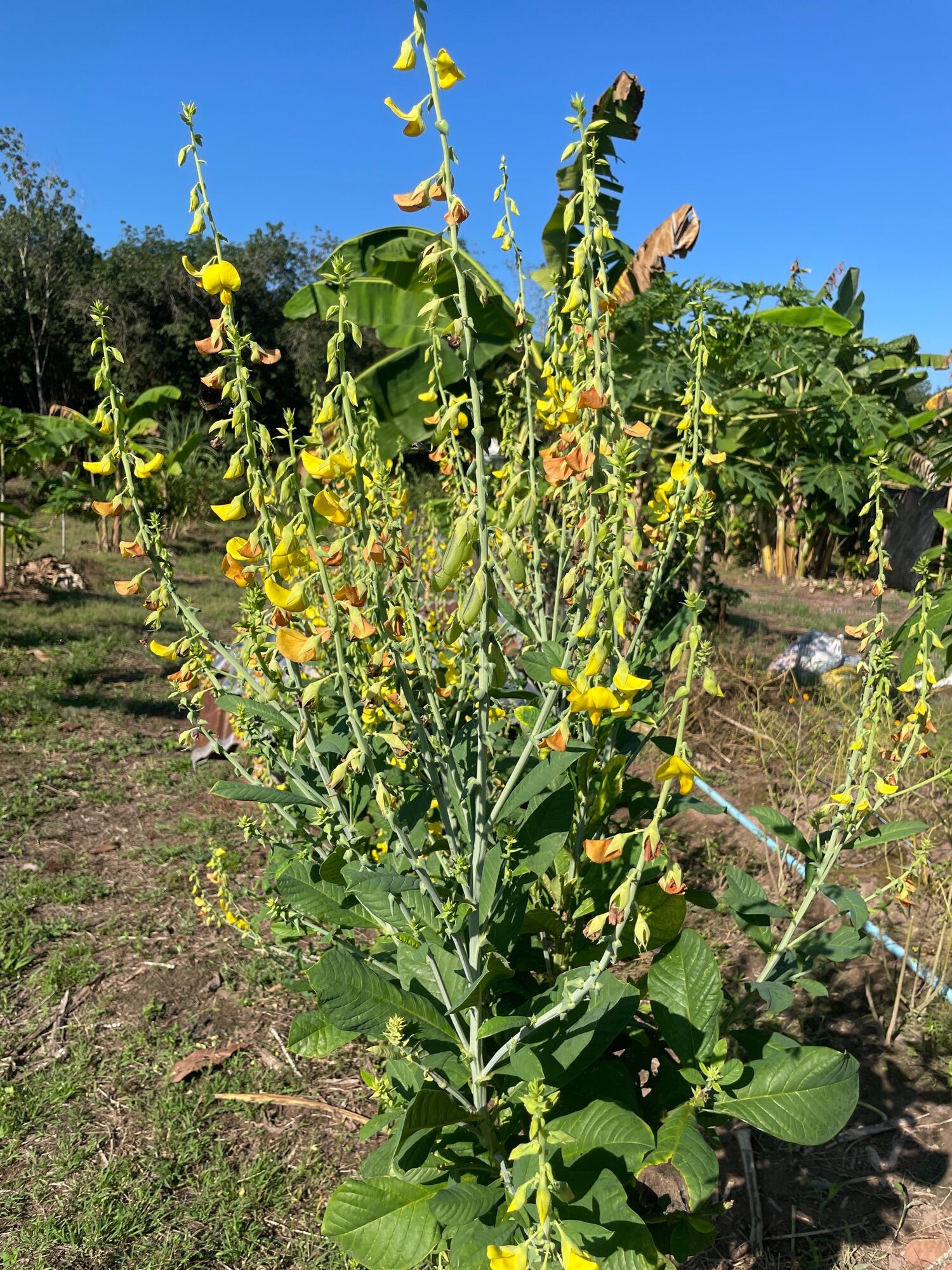 รางจืด หรือ หิ่งเม่น ขายเมล็ดพันธ์ ชุดละ200 เมล็ด | Lazada.co.th