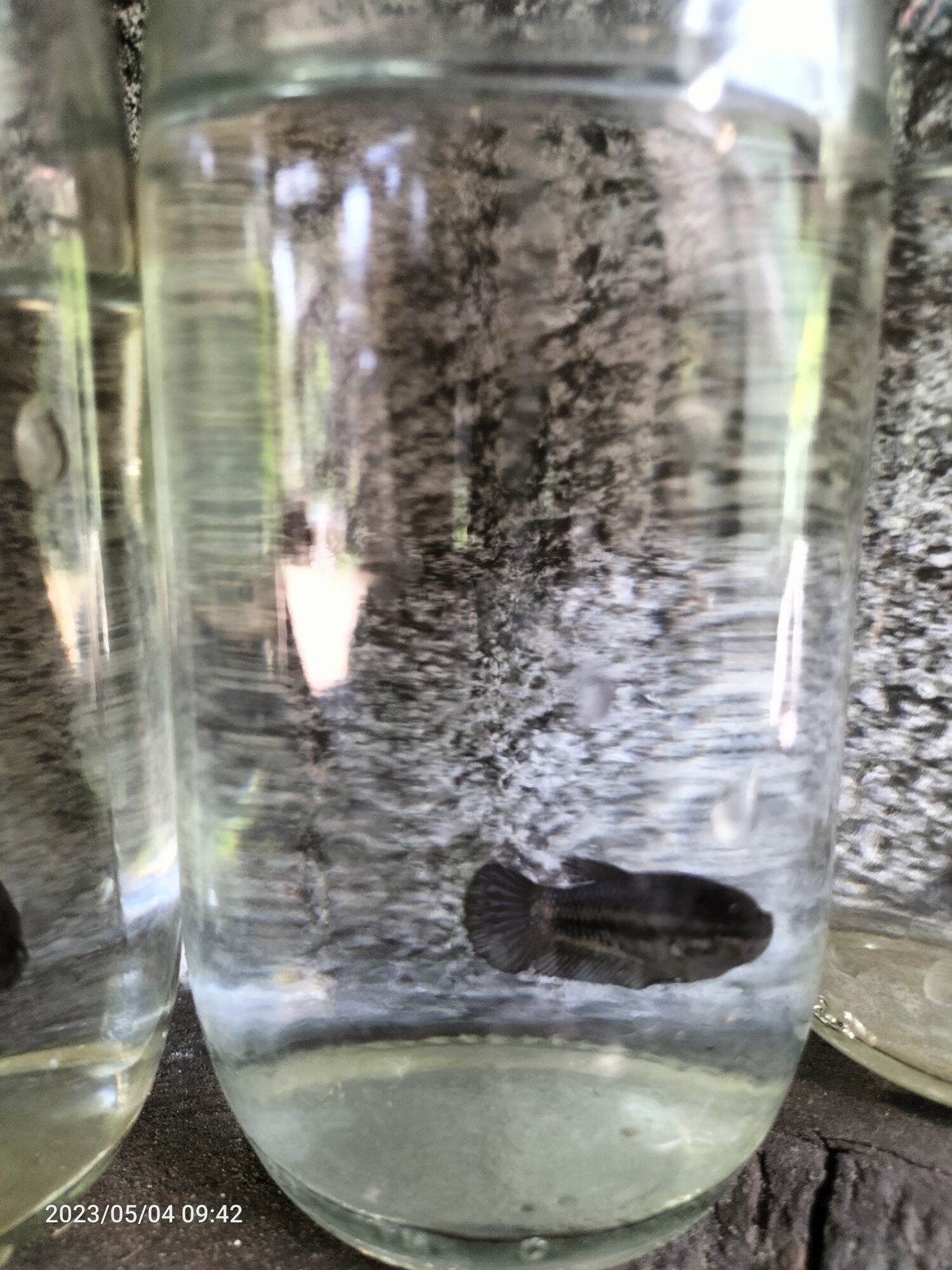 สายกัดเกรดแม่พันธุ์25%คัดก่อนส่ง | Lazada.co.th